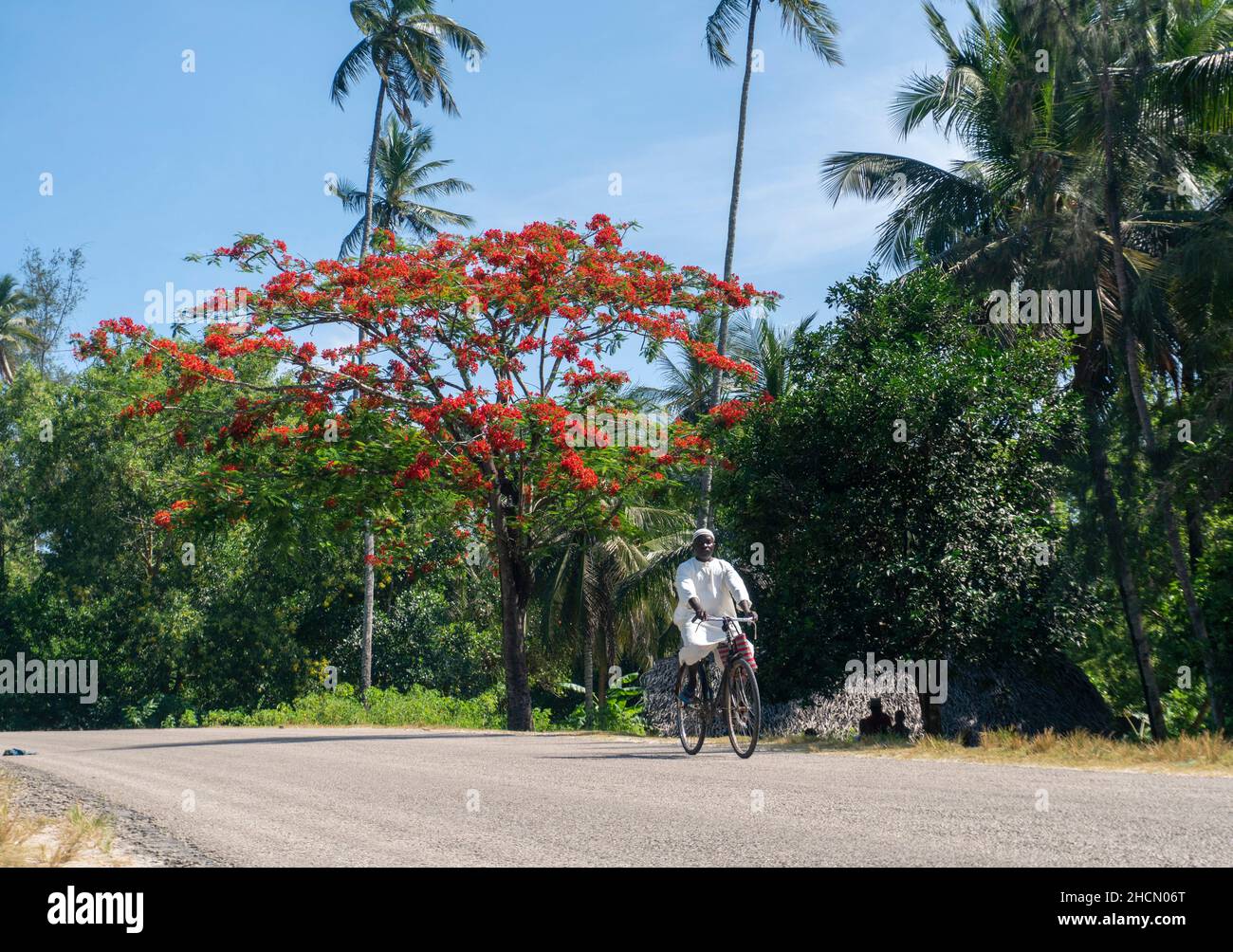 PEMBA, TANZANIA - JANUARY 2020: Red Blooming Flamboyant tree near road ...