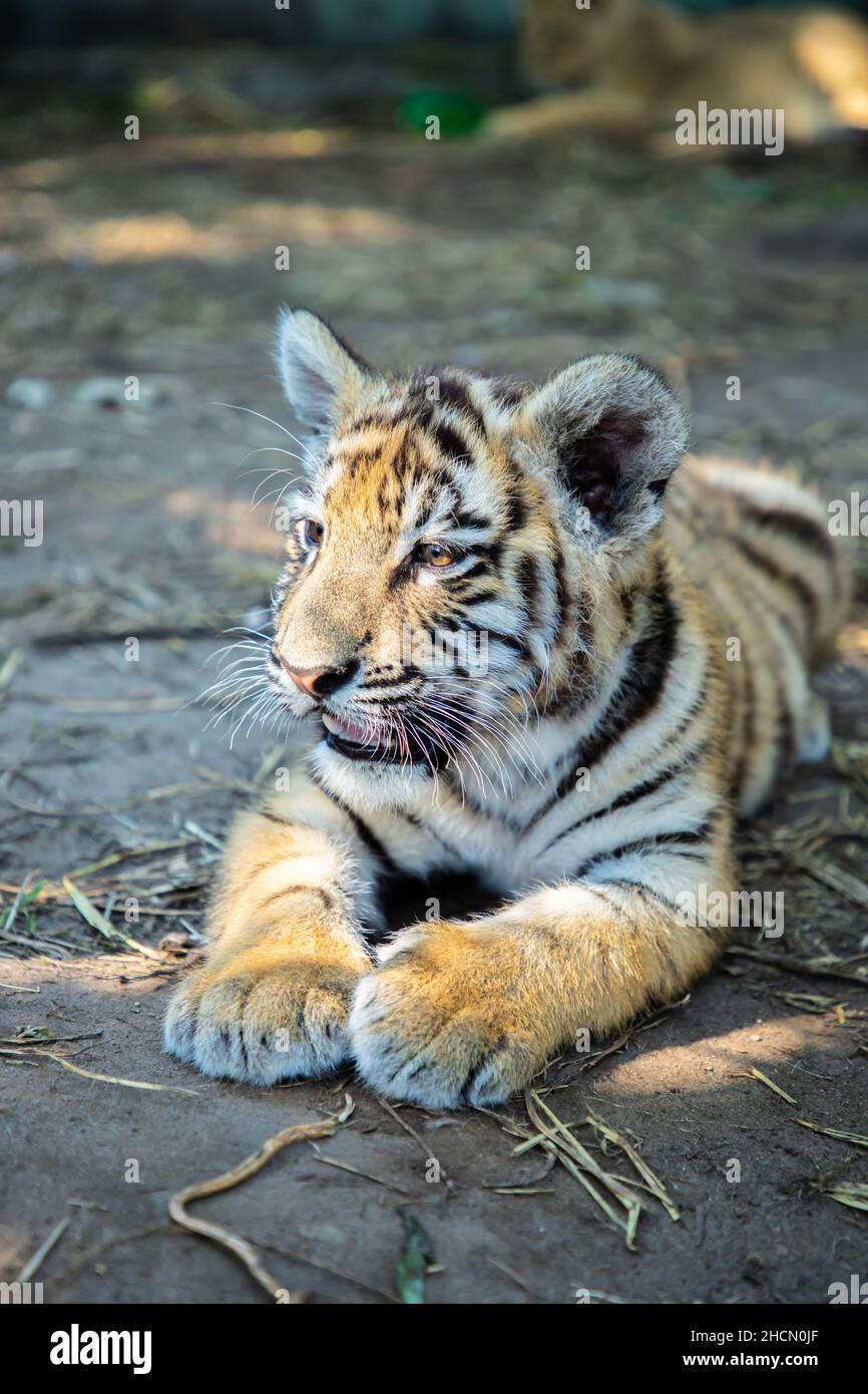 Tiger cub lying down hi-res stock photography and images - Alamy