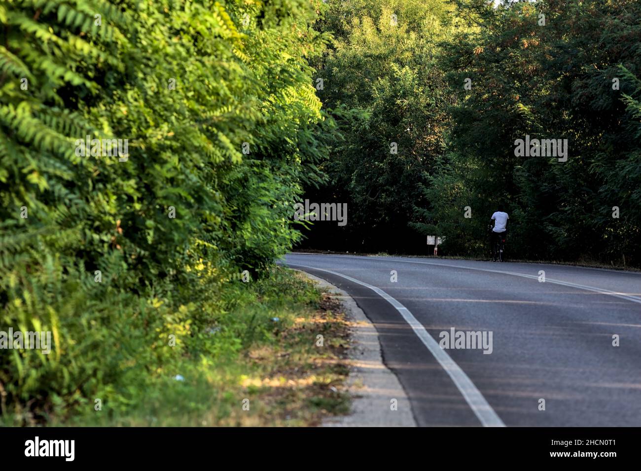 Cyclist on a country road in the shade seen from the distance Stock ...