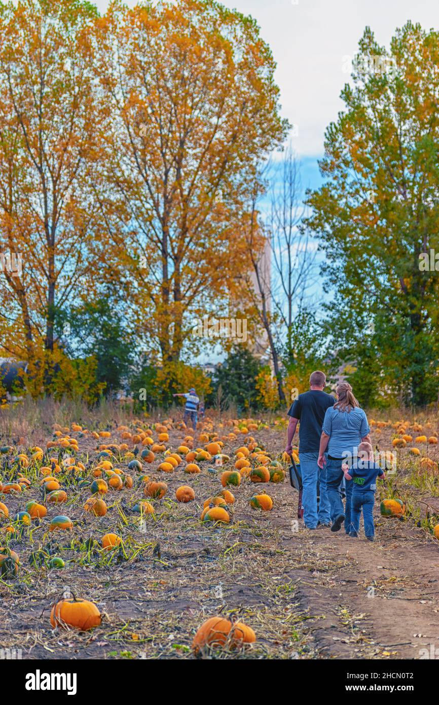 Gathering pumpkins hi-res stock photography and images - Alamy