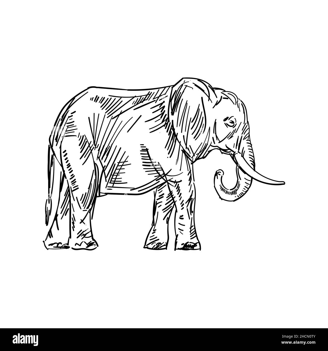 Elephant hand drawing isolated. Animal vector illustration Stock Vector ...