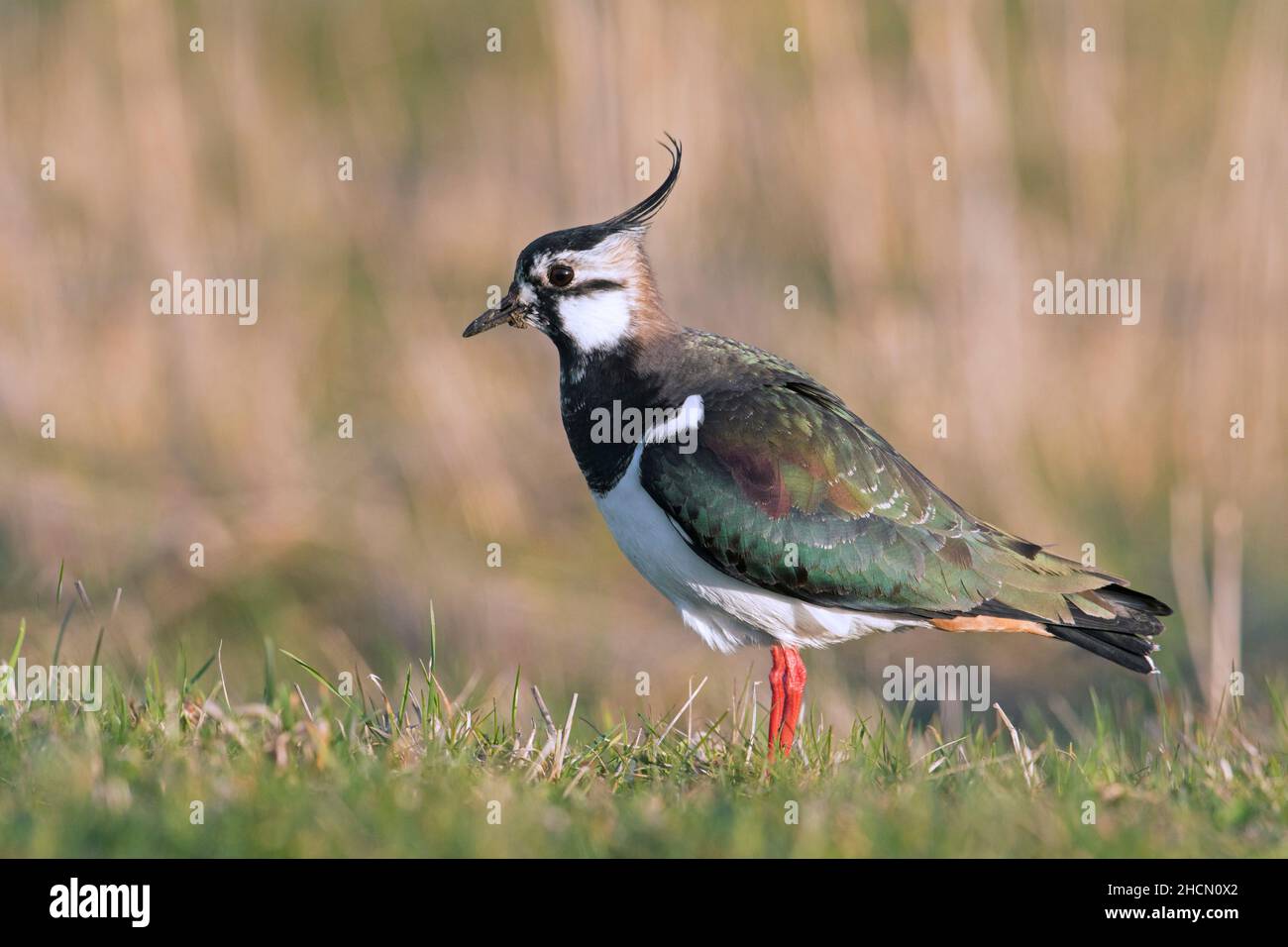 Female wading hi-res stock photography and images - Alamy