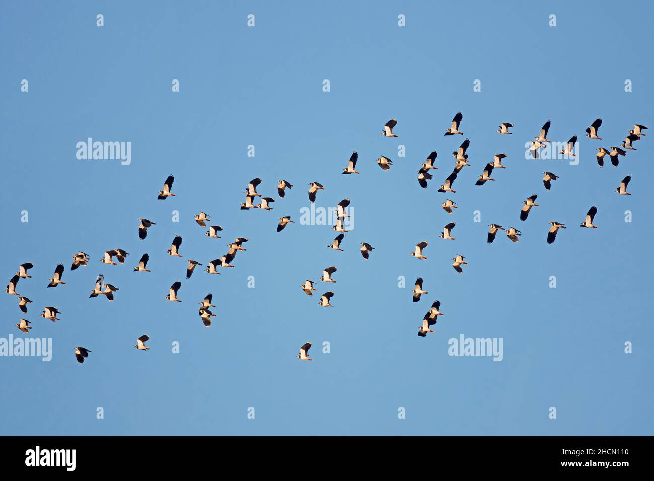 Flying lapwings hi-res stock photography and images - Alamy