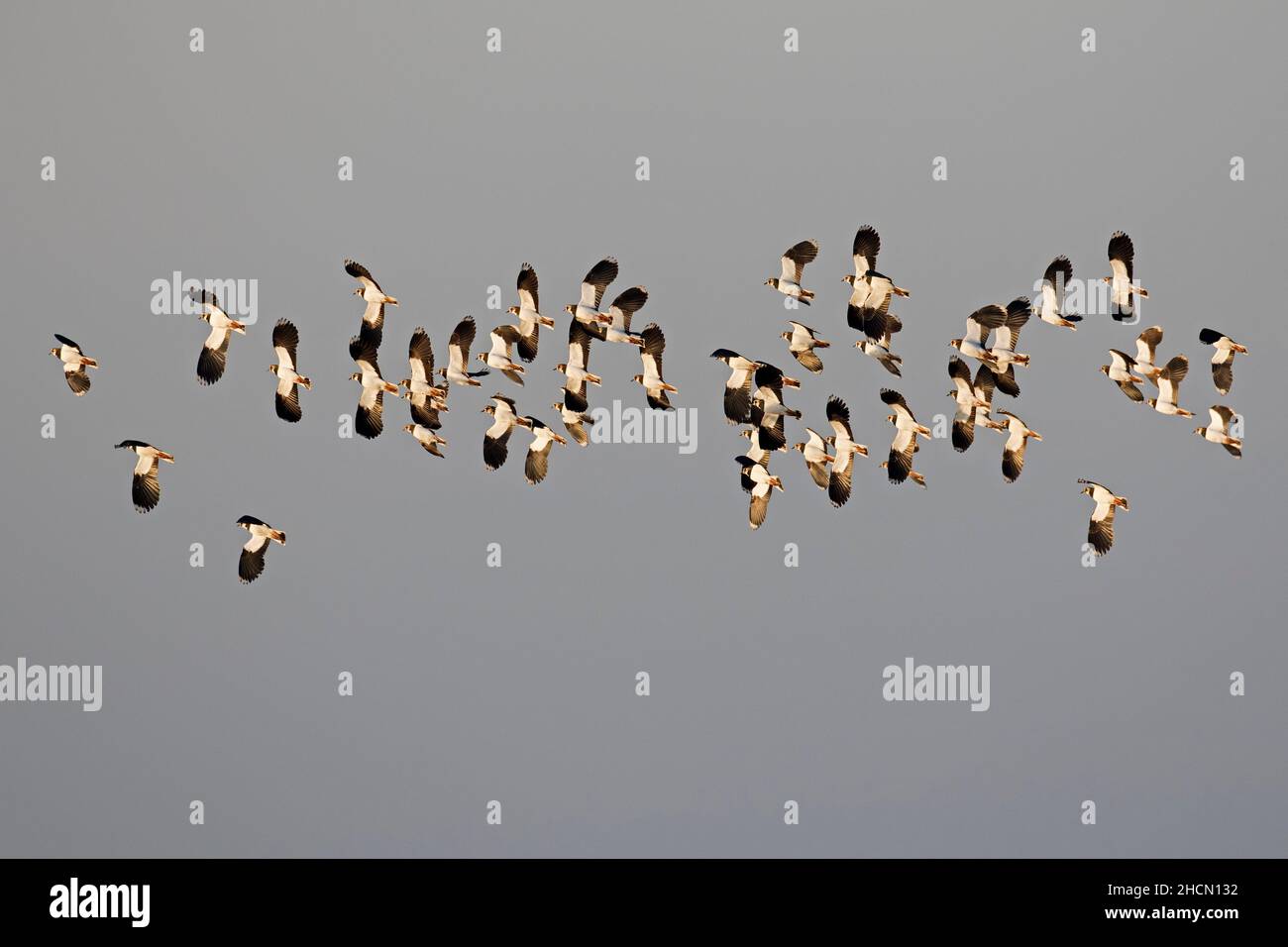 Flying lapwings hi-res stock photography and images - Alamy