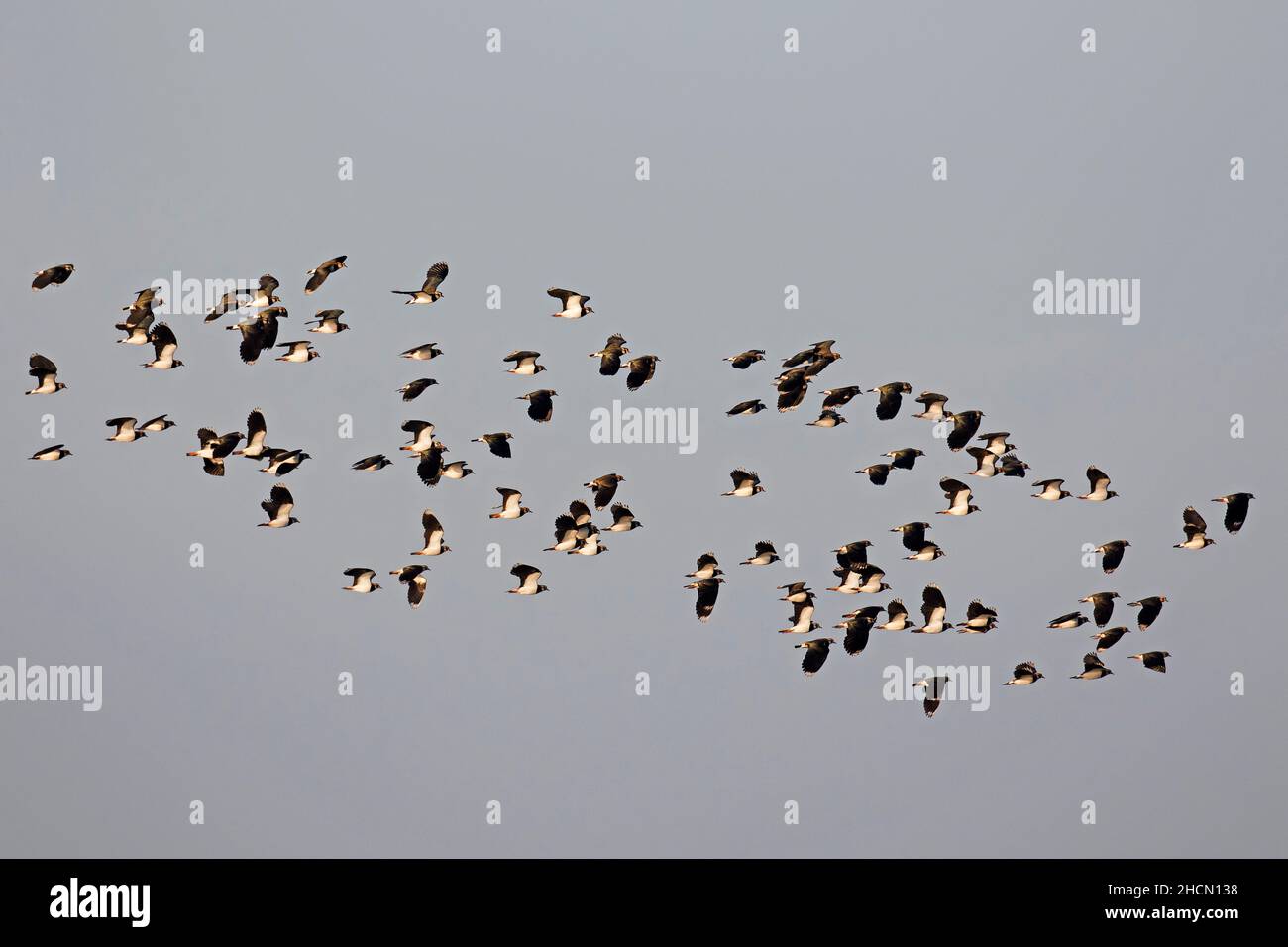 Flying lapwings hi-res stock photography and images - Alamy