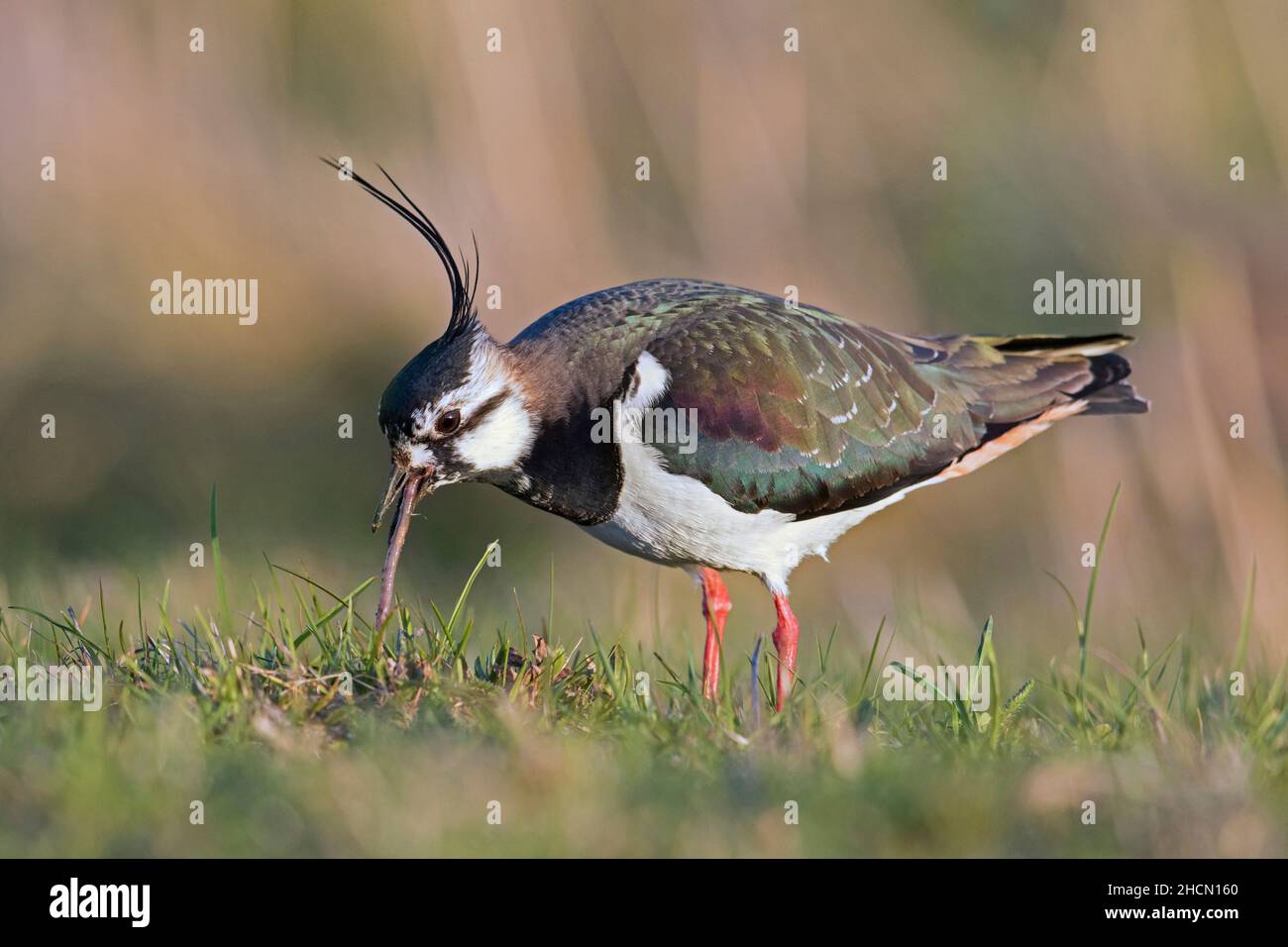 British bird catching worm hi-res stock photography and images - Alamy