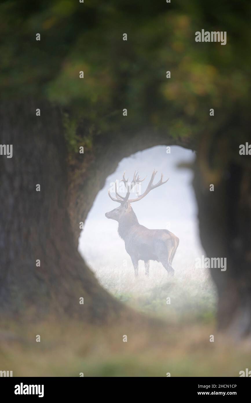 Mist and forest hi-res stock photography and images - Alamy