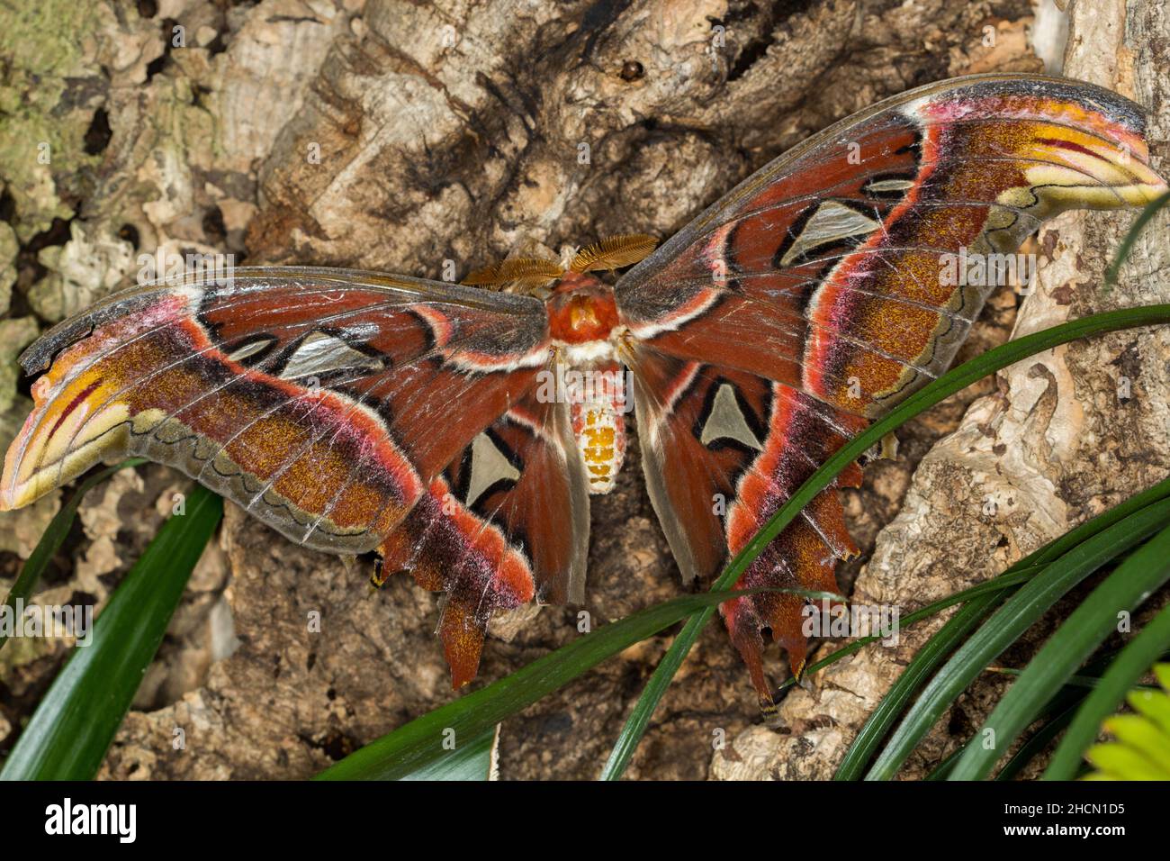 Pecorari hi-res stock photography and images - Alamy