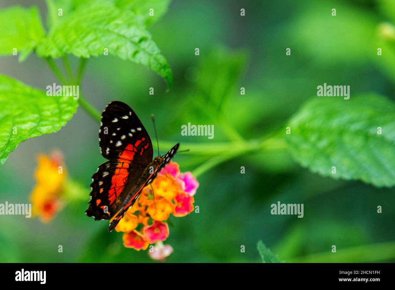 Pecorari hi-res stock photography and images - Alamy