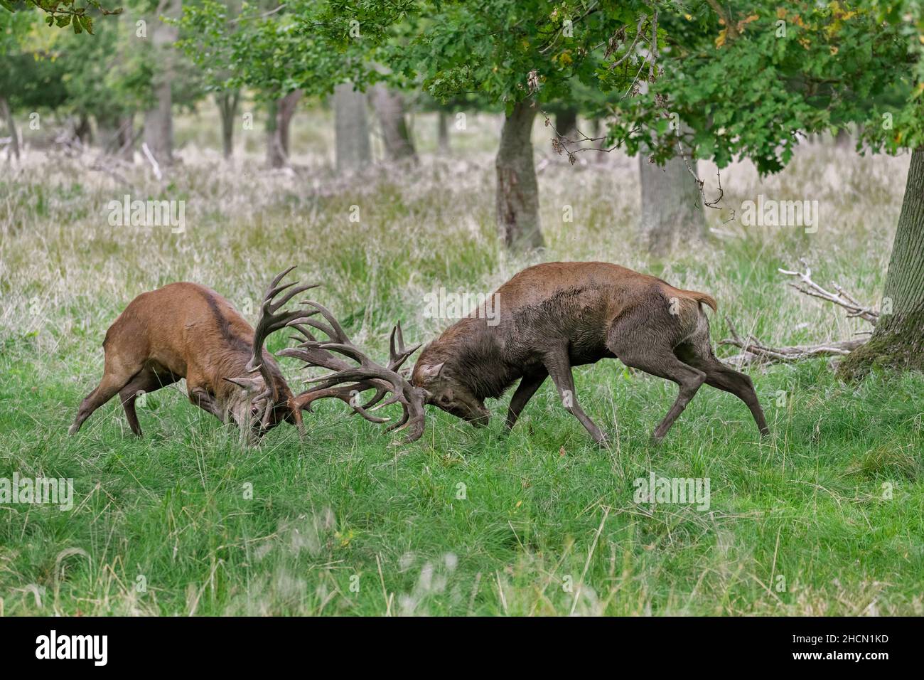 Rutting males hi-res stock photography and images - Alamy