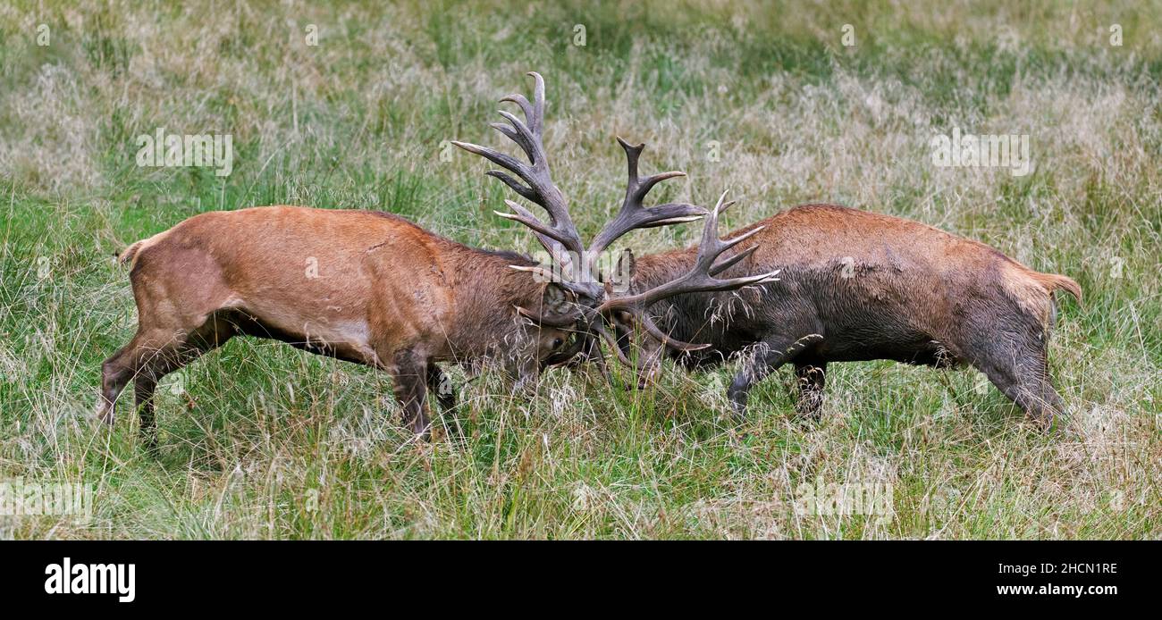 Rutting males hi-res stock photography and images - Alamy