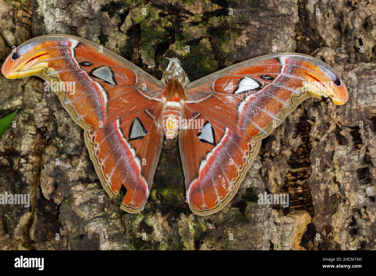 Pecorari hi-res stock photography and images - Alamy