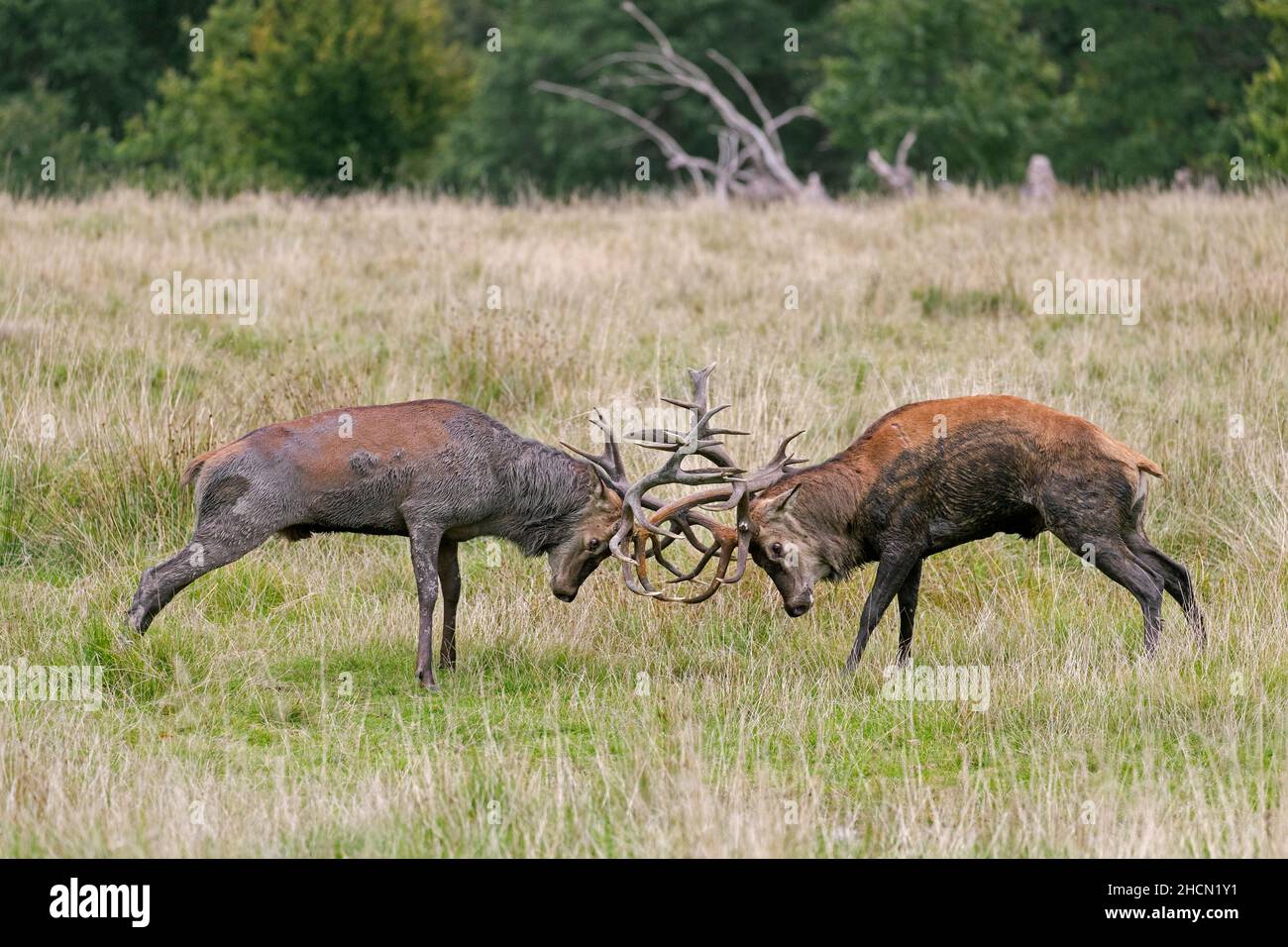 Two rutting red deer (Cervus elaphus) stags fighting by locking antlers ...