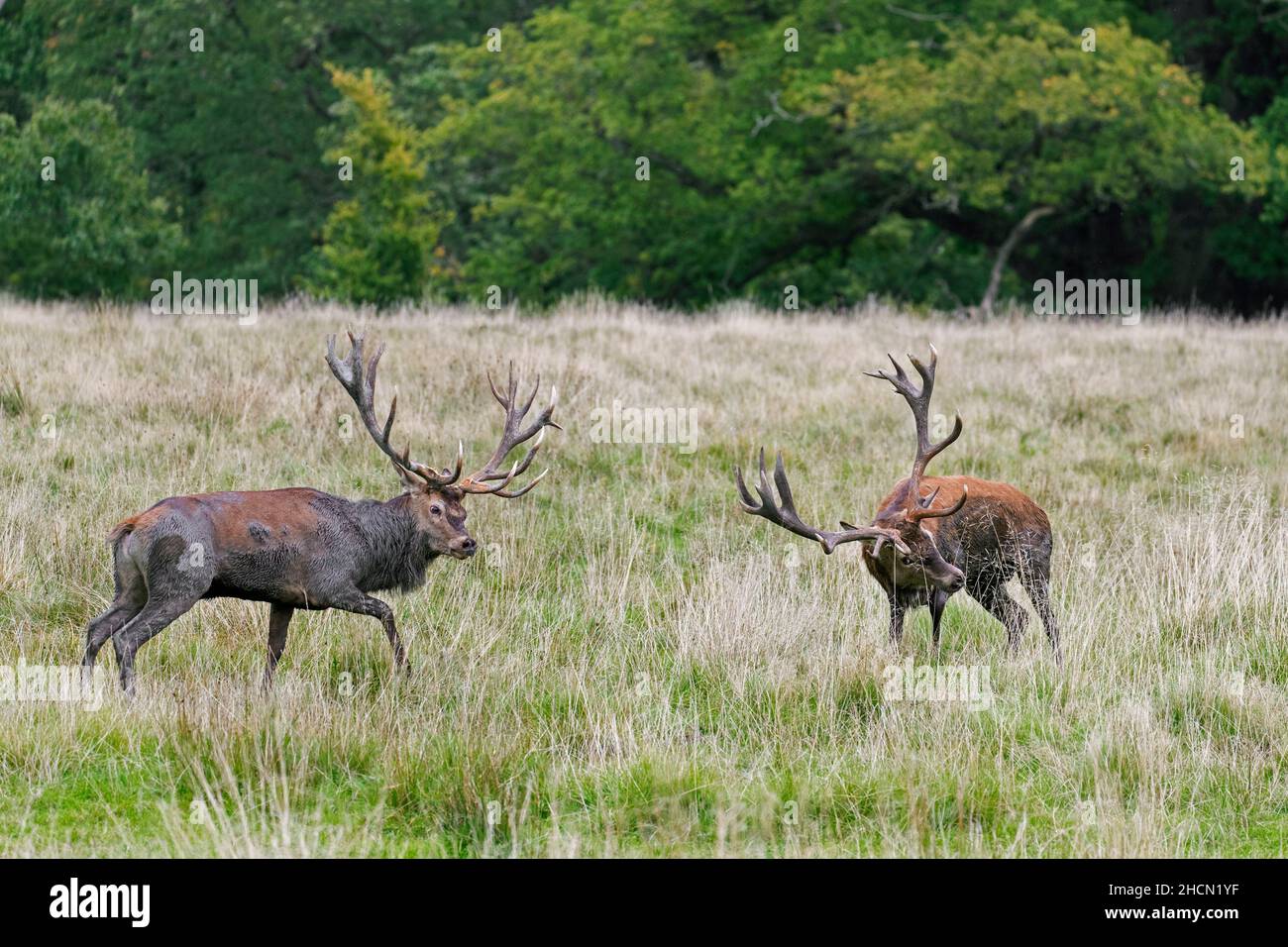 Mud fight hi-res stock photography and images - Alamy