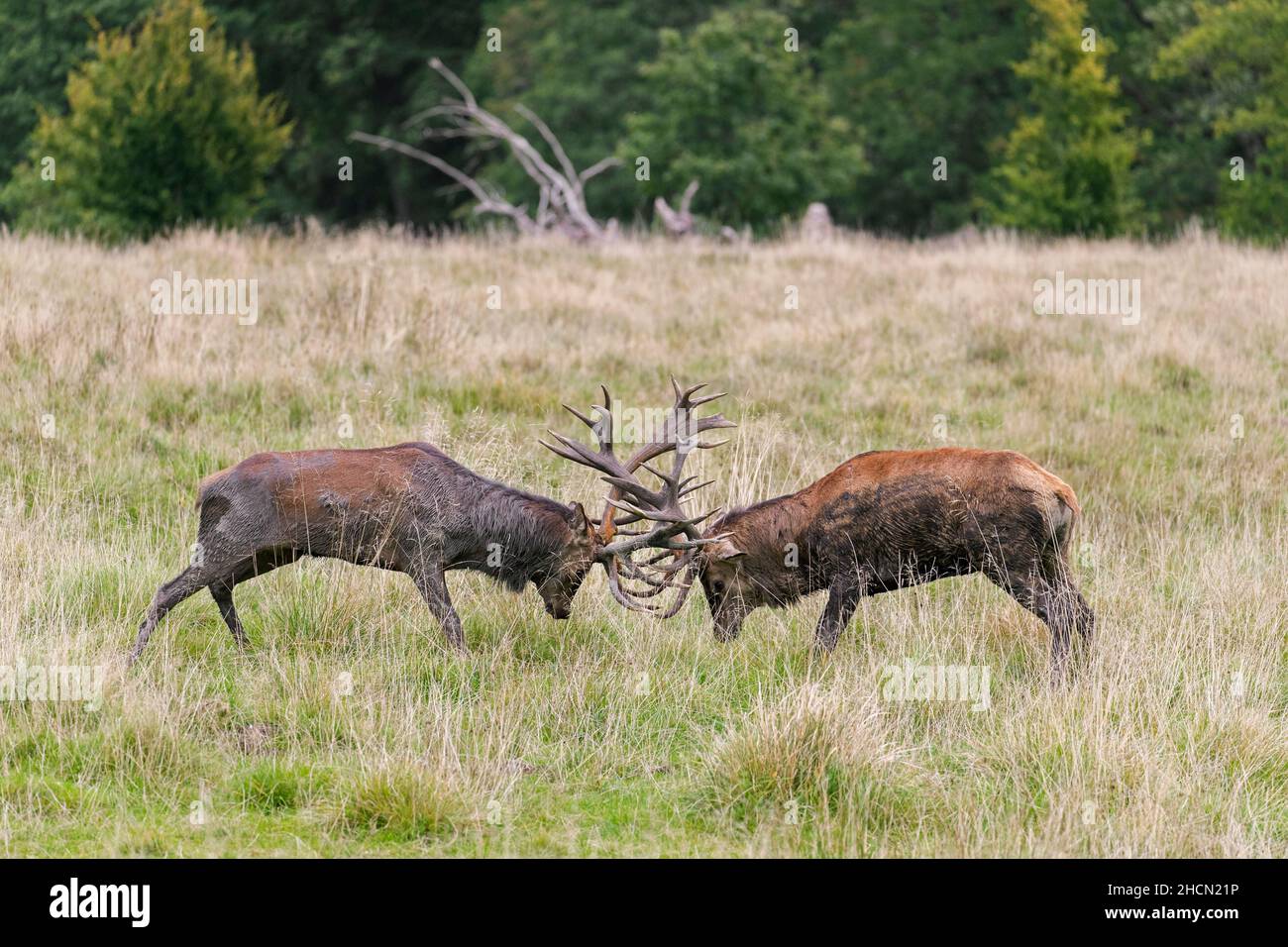 Two rutting red deer (Cervus elaphus) stags fighting by locking antlers ...