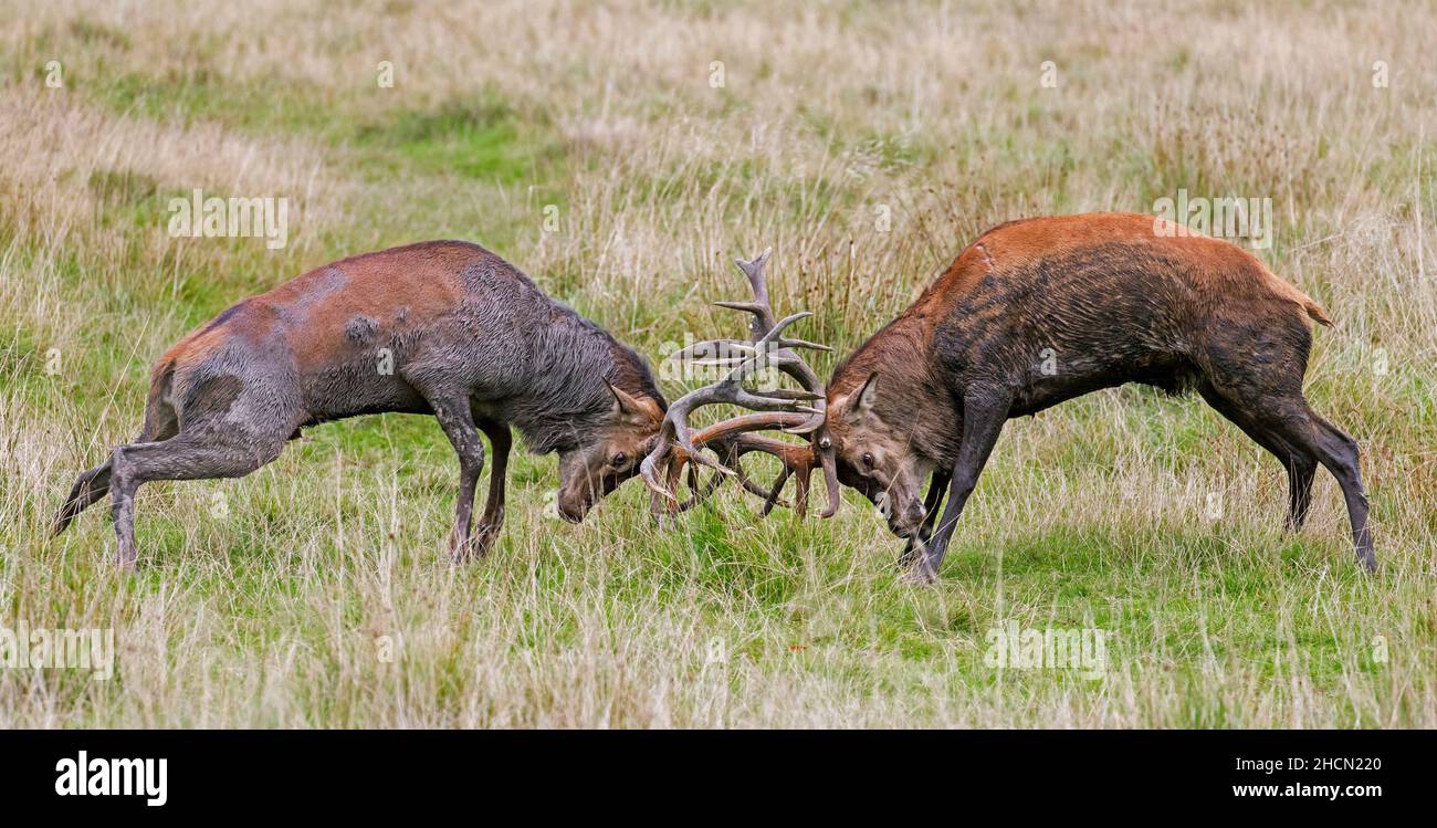 Two rutting red deer (Cervus elaphus) stags fighting by locking antlers ...
