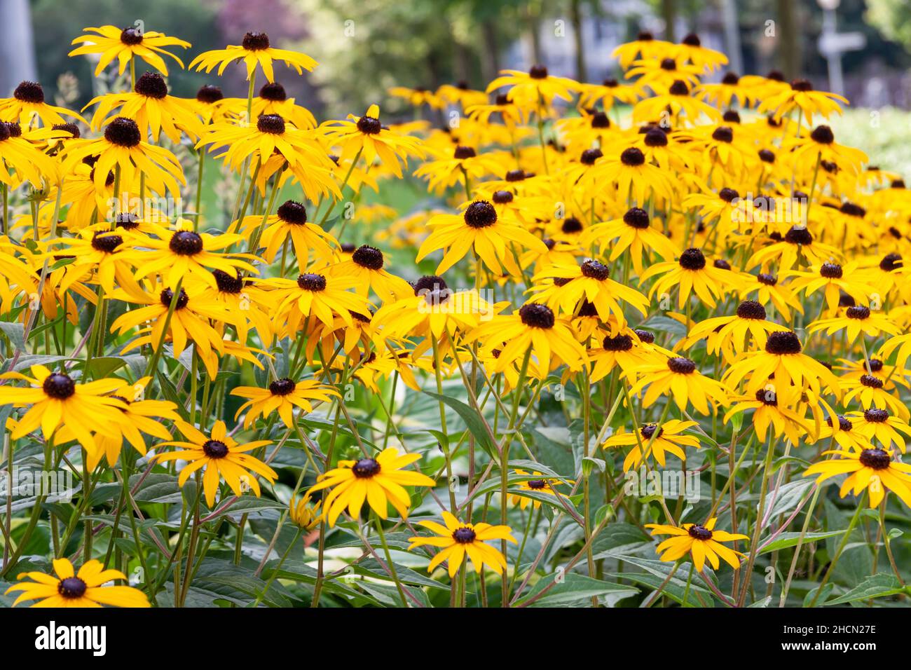 A beautiful garden of black-eyed Susan flowers (Rudbeckia hirta Stock ...
