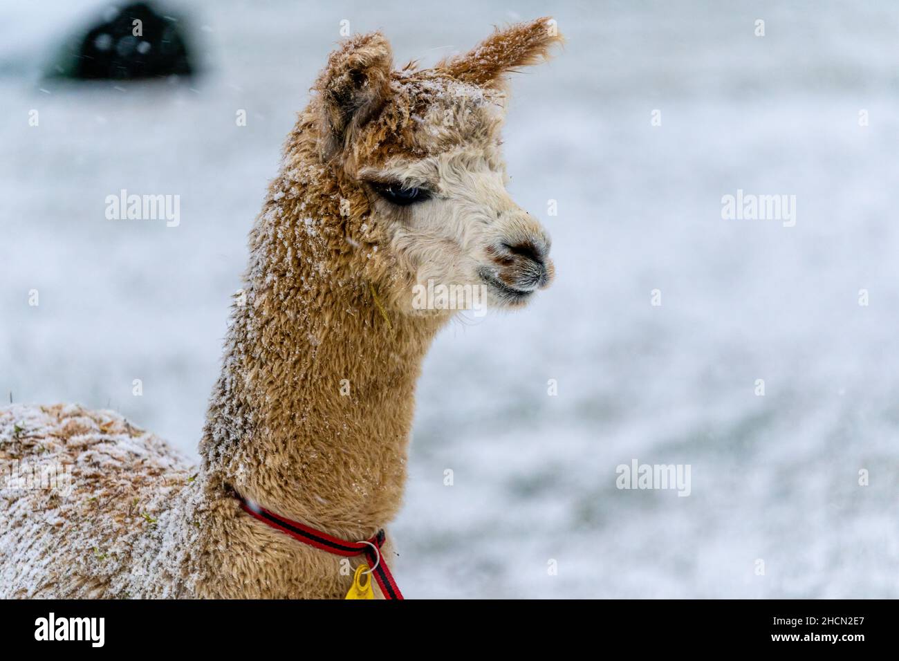 Shallow focus on a cute domestic alpaca in winter with snow on his fur ...