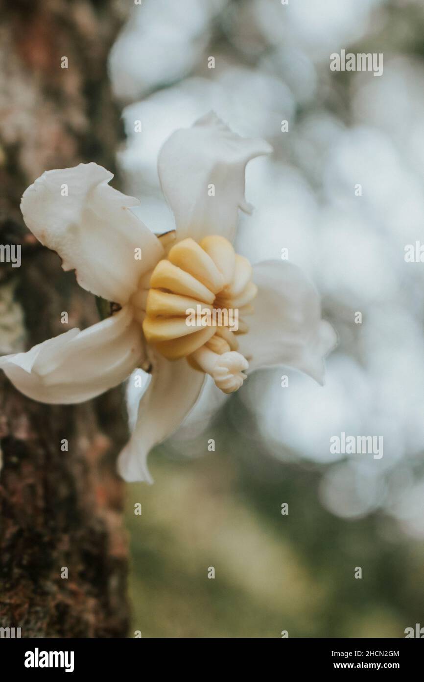 Tropical flowering plant Bellucia Stock Photo - Alamy