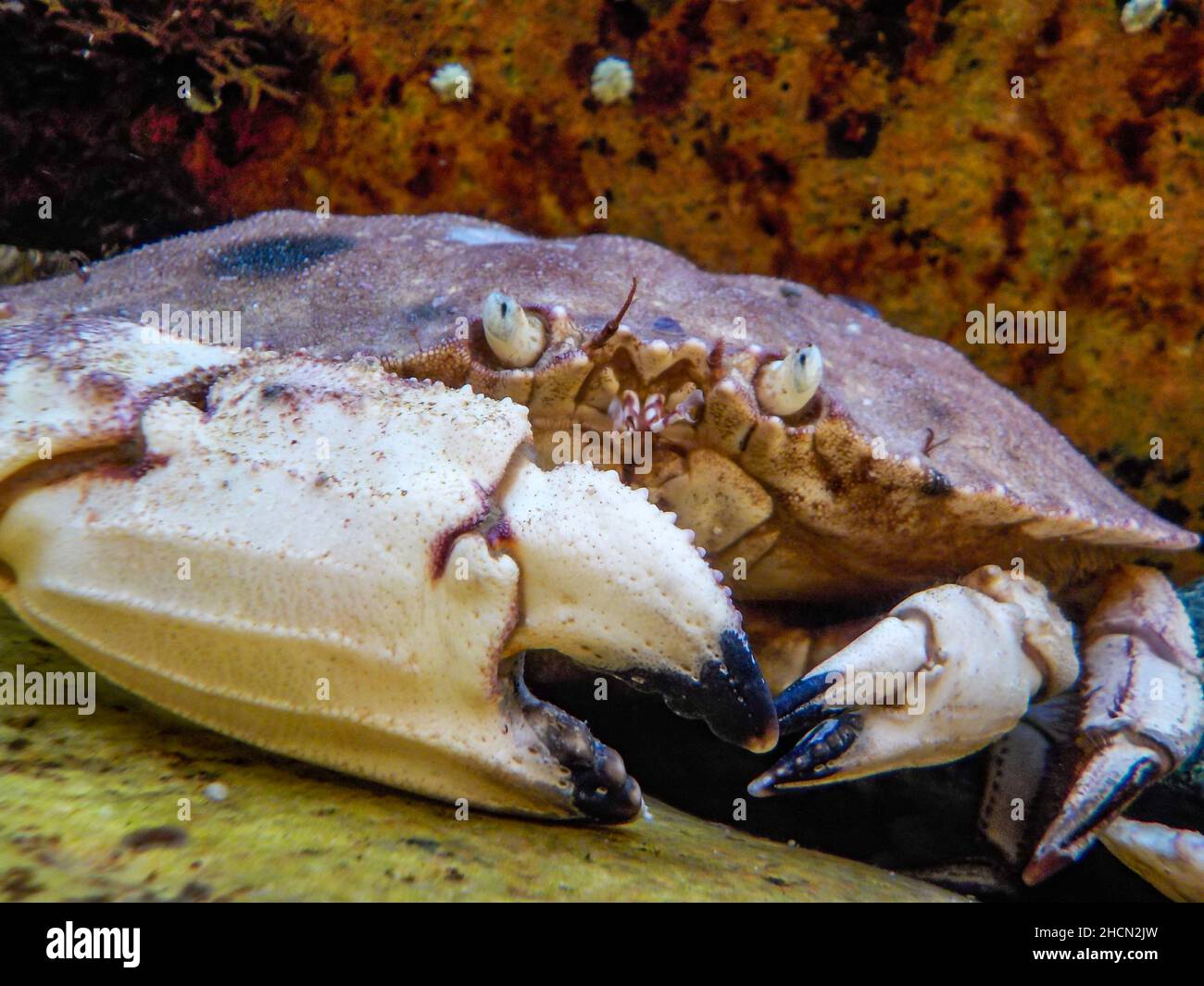 Jonah crab cancer borealis hi-res stock photography and images - Alamy