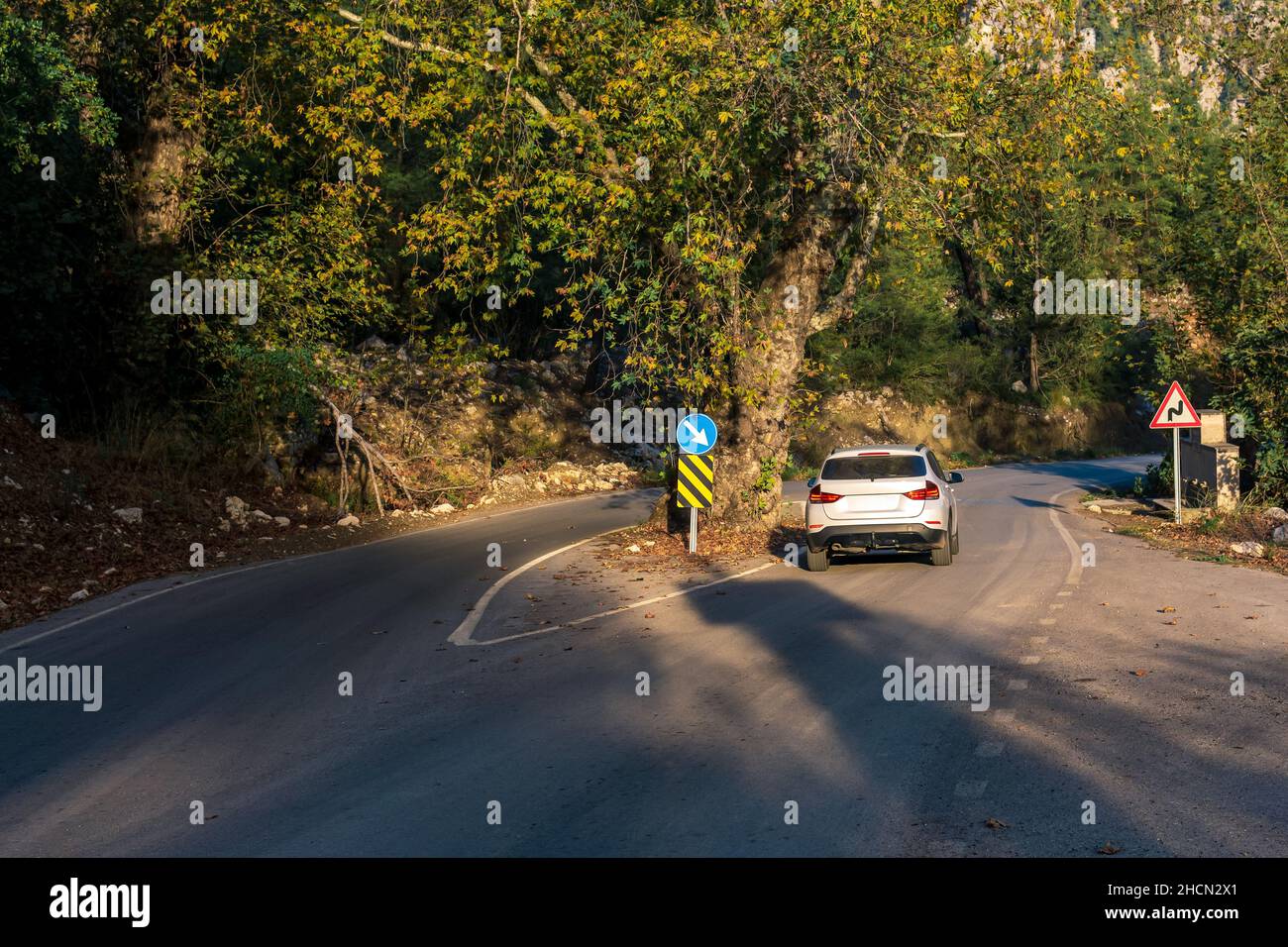tree in the middle of the road was preserved during the construction of ...