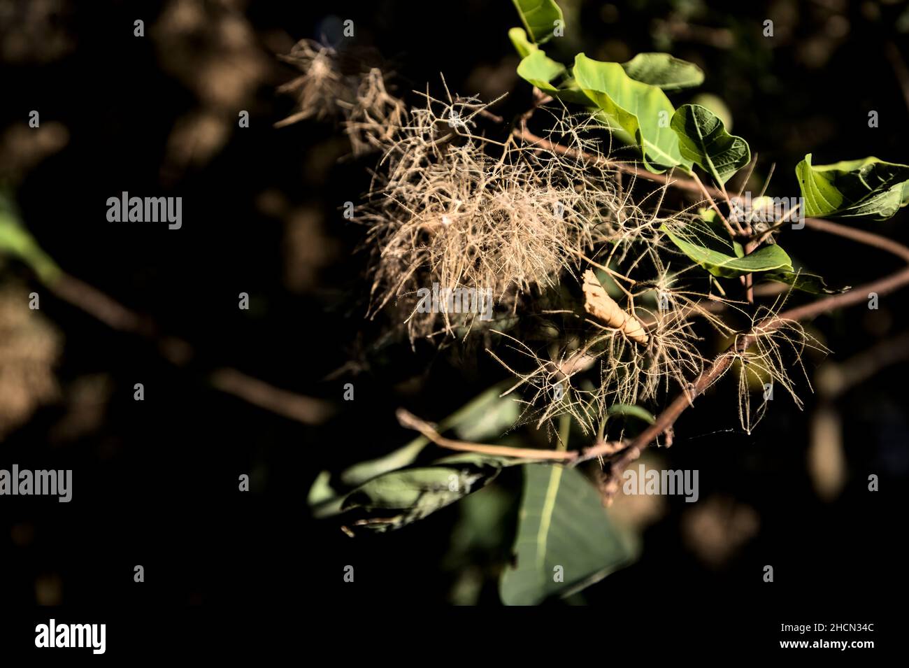 Inflorescence of a plant at sunset seen up close Stock Photo - Alamy