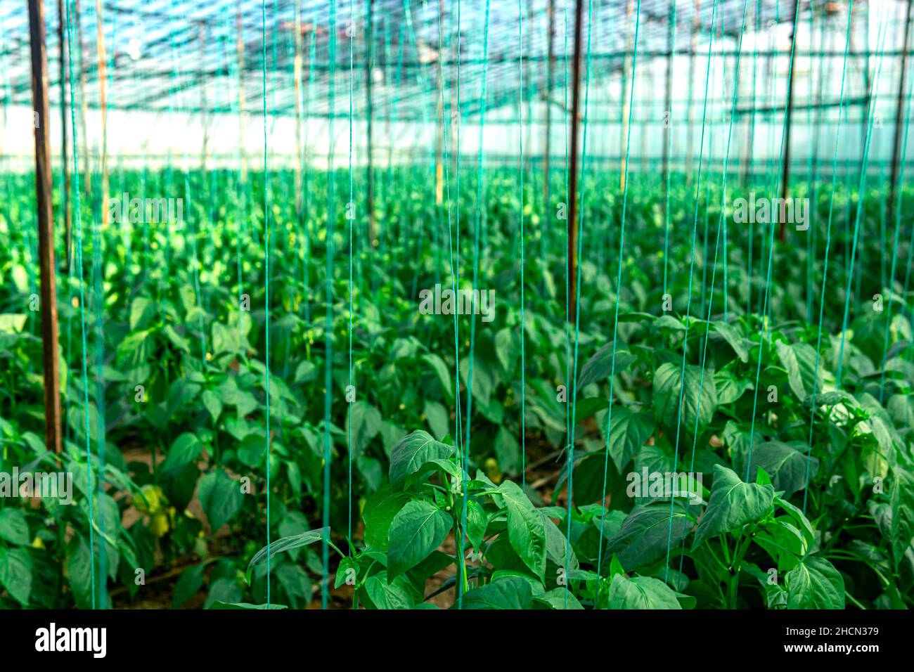 Vegetable support net hi-res stock photography and images - Alamy