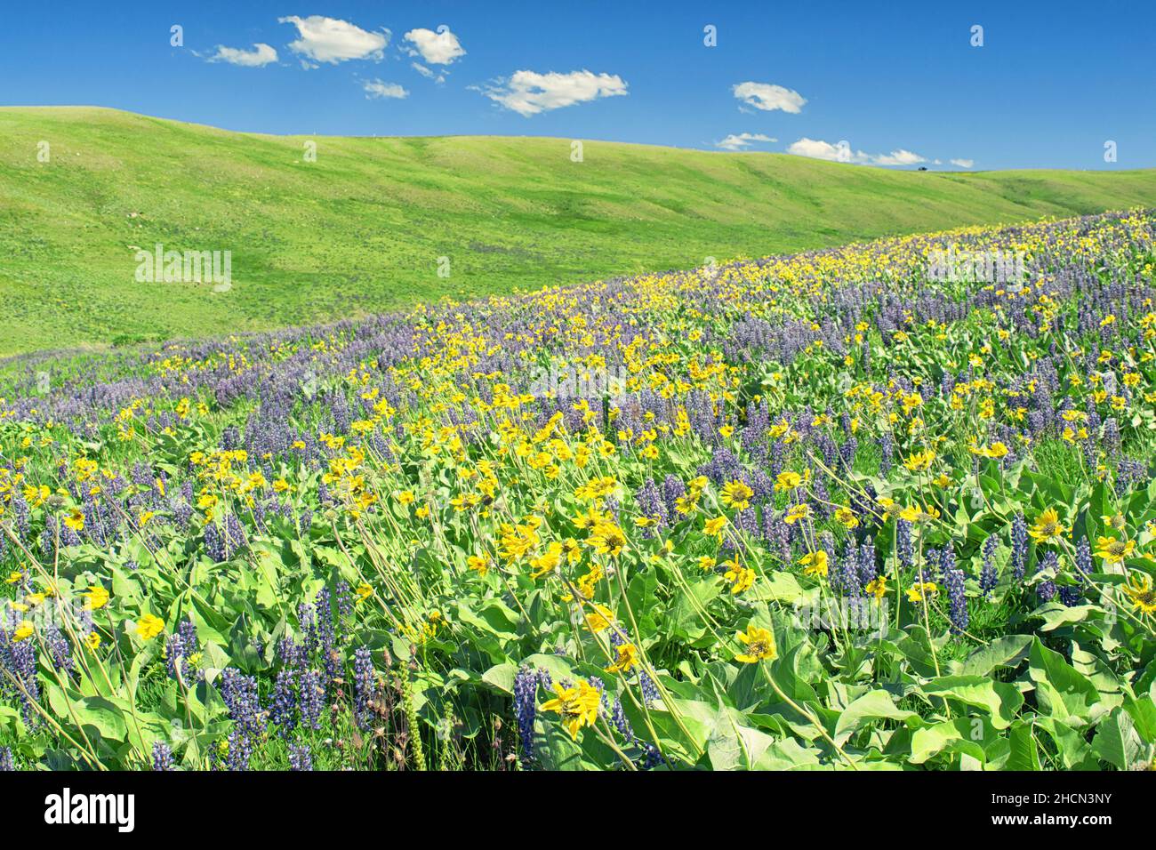 spring flowers in rolling hills Stock Photo - Alamy