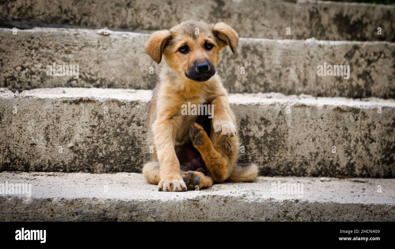 Homeless puppy, a street dog in Istanbul, Turkey. Street dogs are known ...