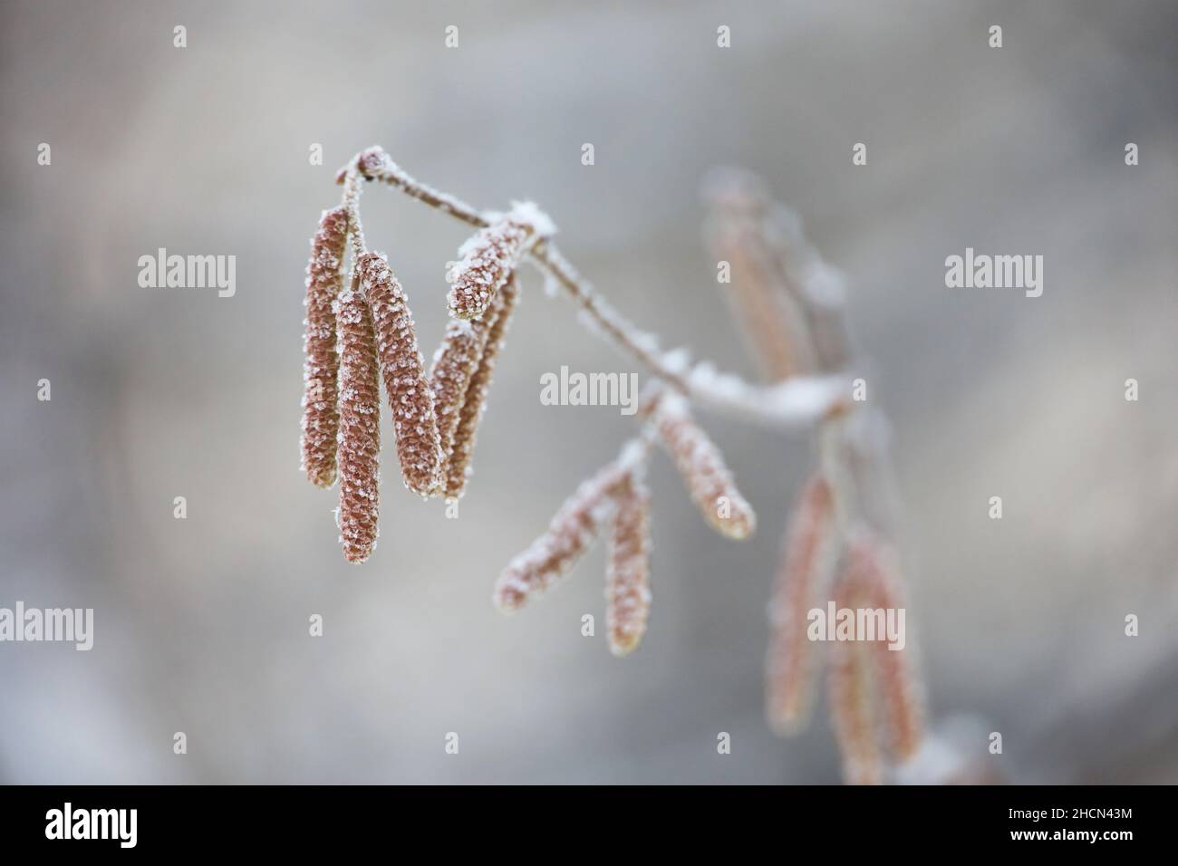 Hazel catkins on a tree branch covered with snow and ice. Forest in ...