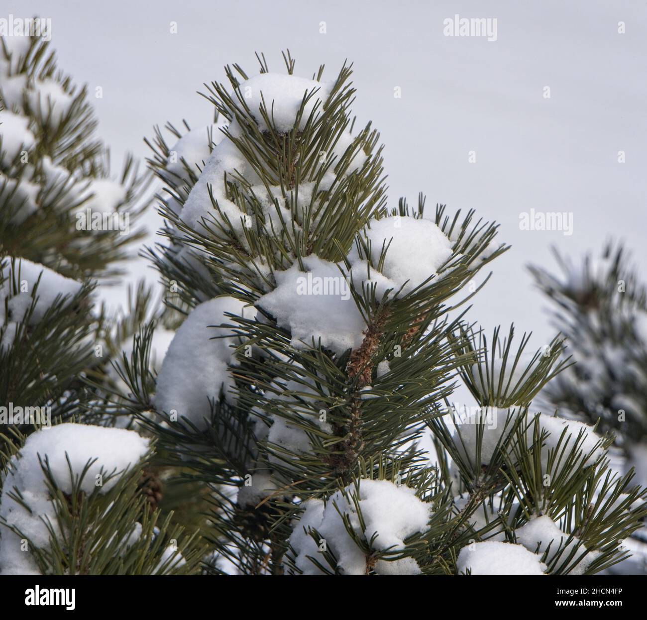 Conifer bushes hi-res stock photography and images - Alamy