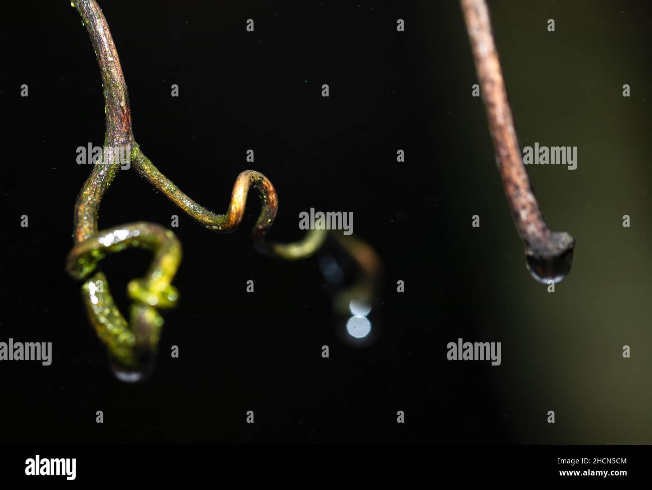 Curvy grapevine branch tendrils, abstract curves. Water drop Stock ...