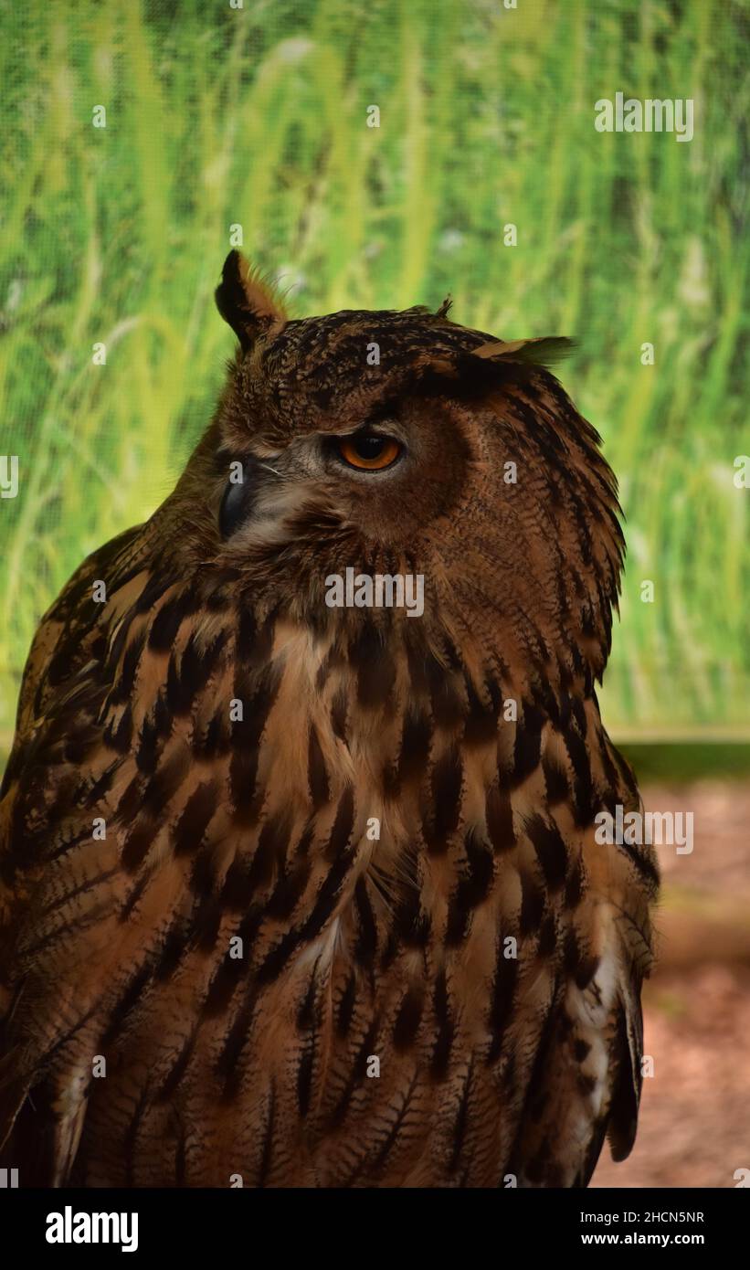 Eurasian owl with it's head turned looking over it's shoulder Stock ...