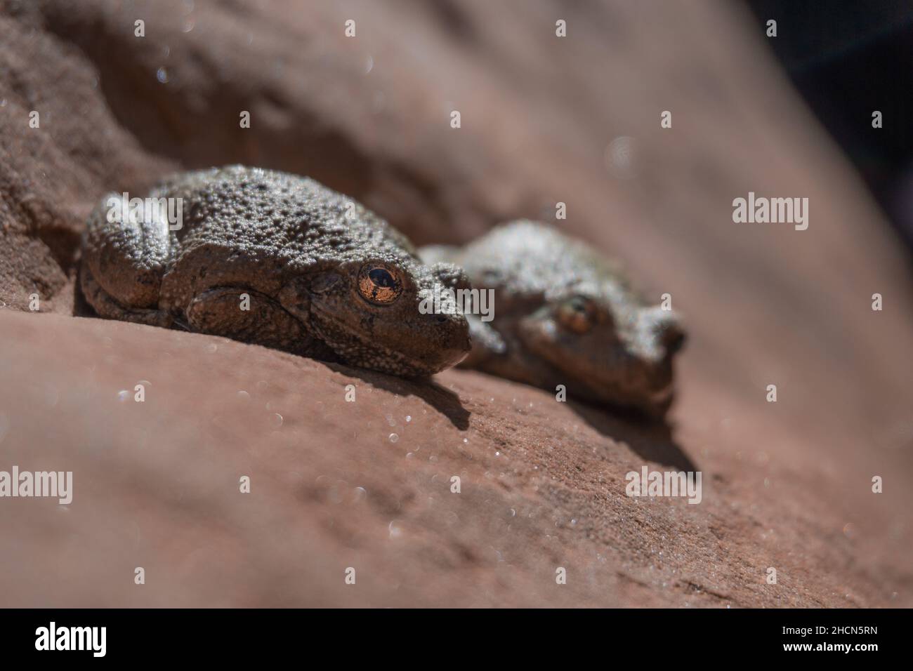 Two canyon tree frogs (Dryophytes arenicolor) on a rock in the Zion ...