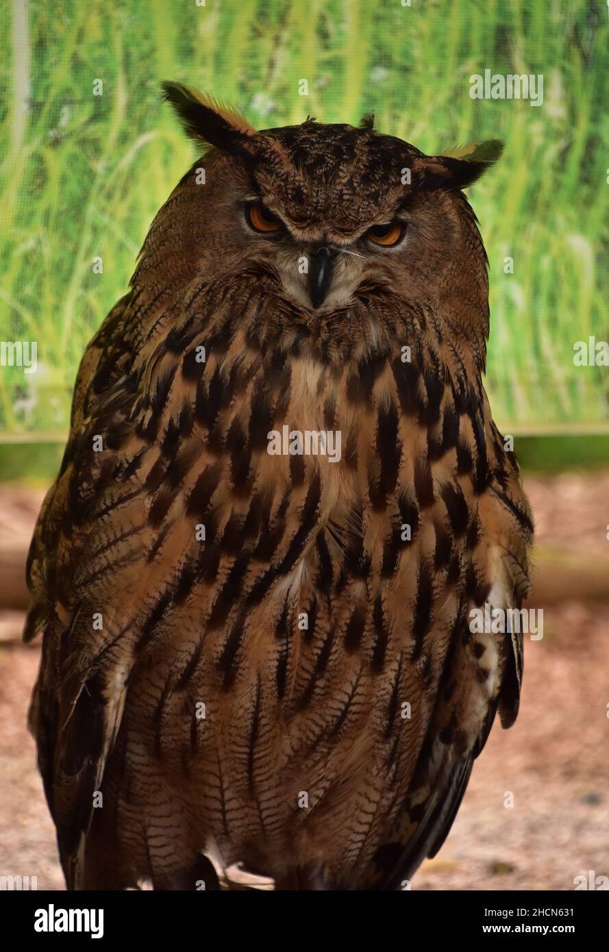 Large Euroasian owl with an eagle eye looking very watchful Stock Photo ...
