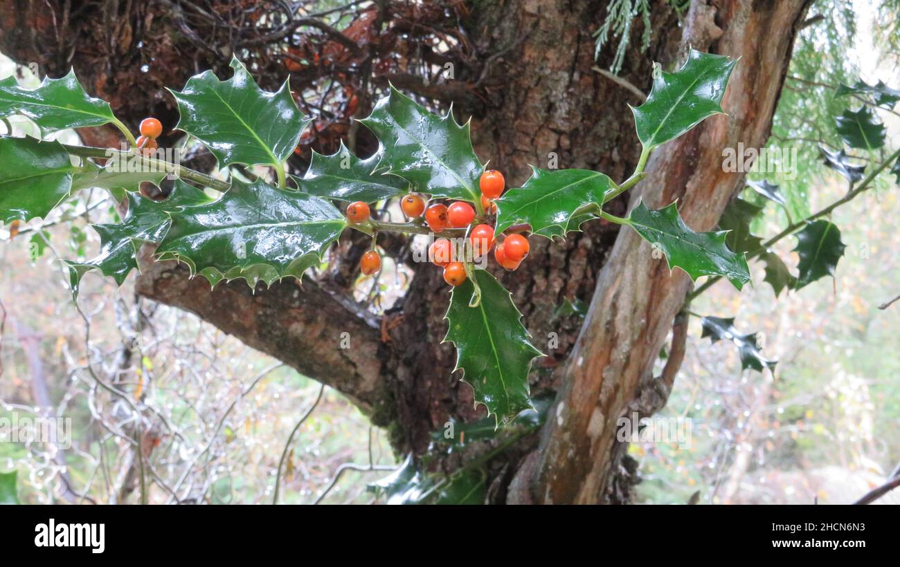 Holly garden autumn hi-res stock photography and images - Alamy