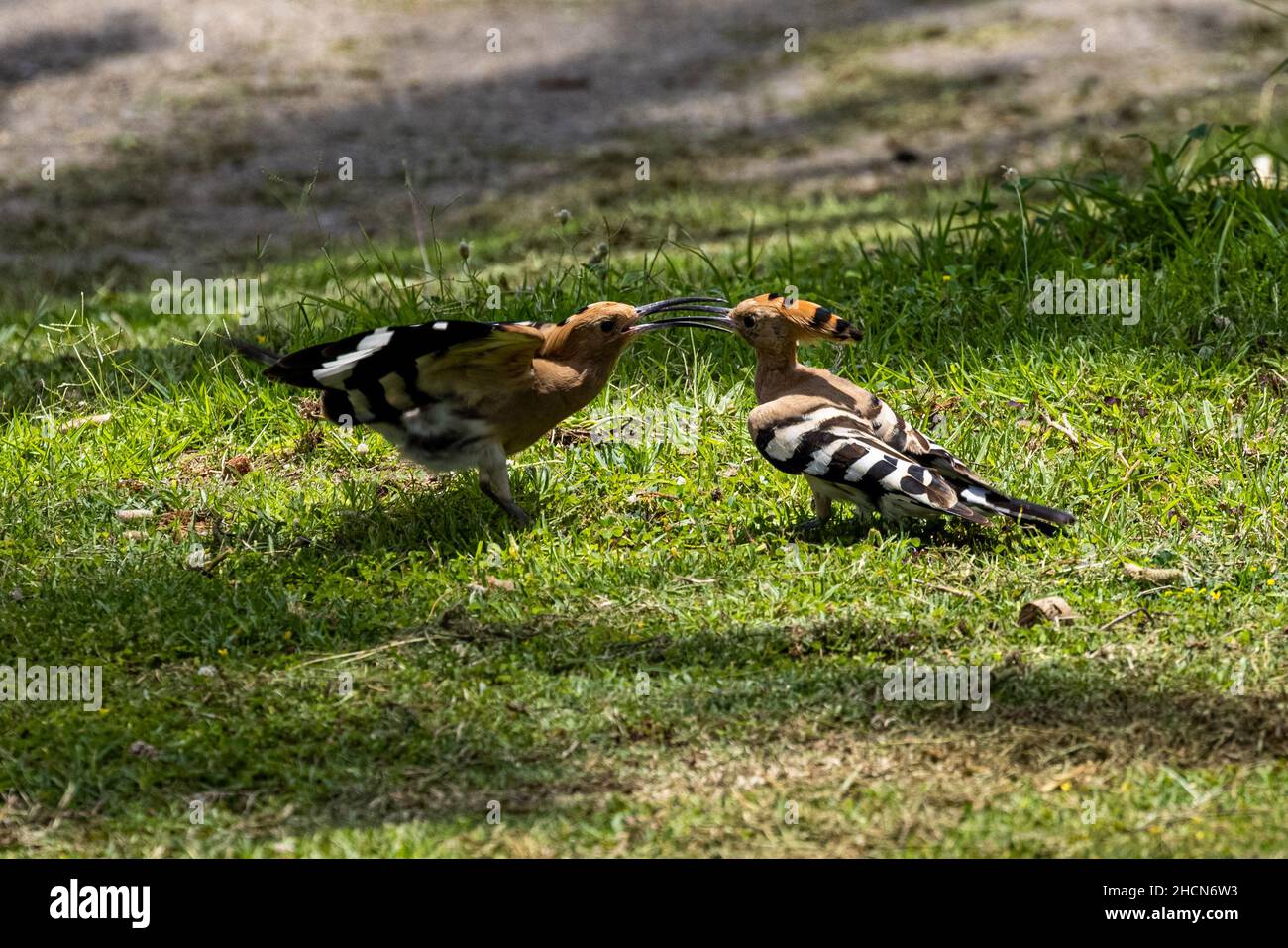 Beautiful shot of two birds in a park Stock Photo - Alamy