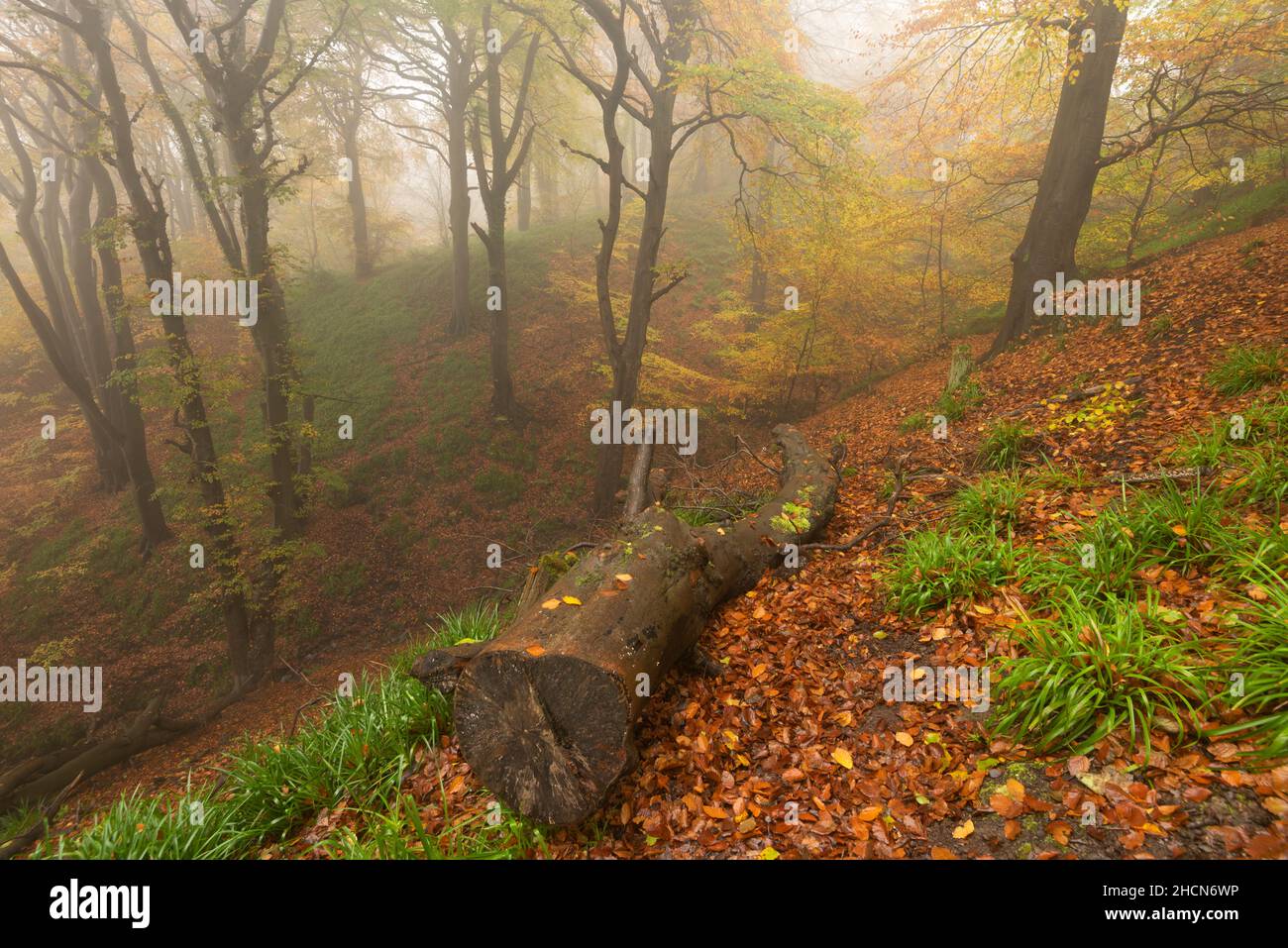 Redburn Country Park Stock Photo - Alamy
