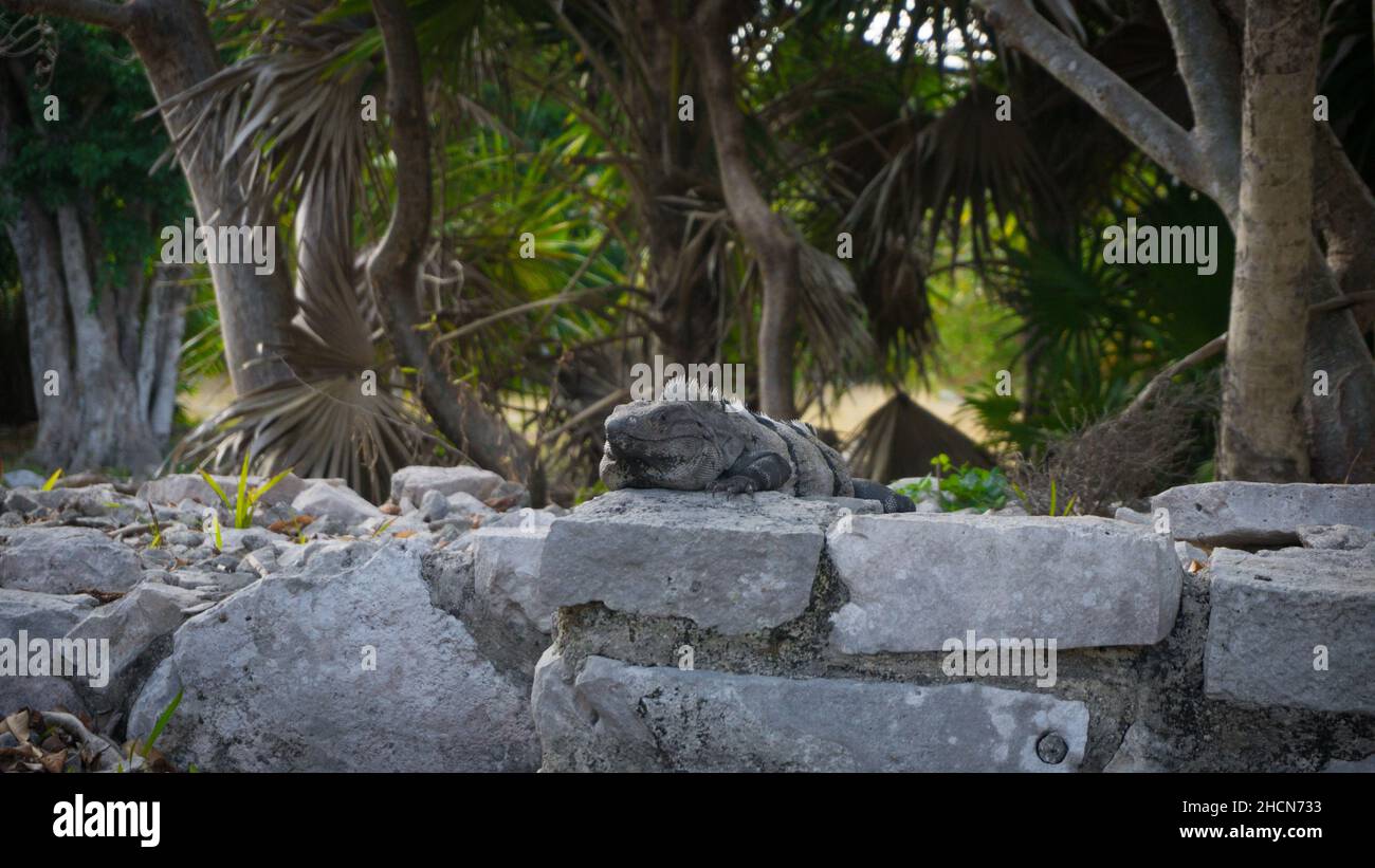 Iguana in front of the maya ruins in Tulum, Yucatan, Mexico Stock Photo ...