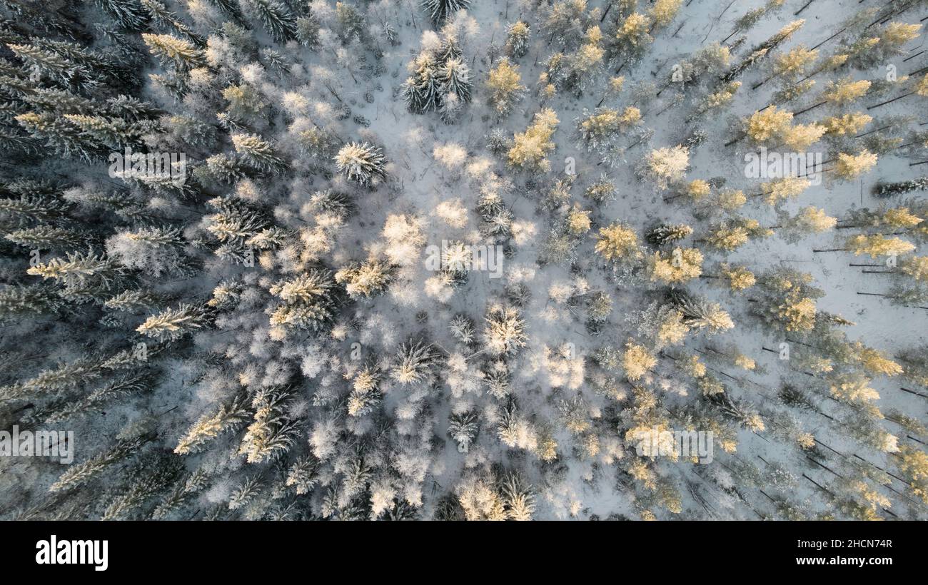 Aerial view of winter forest covered in snow. drone photography ...