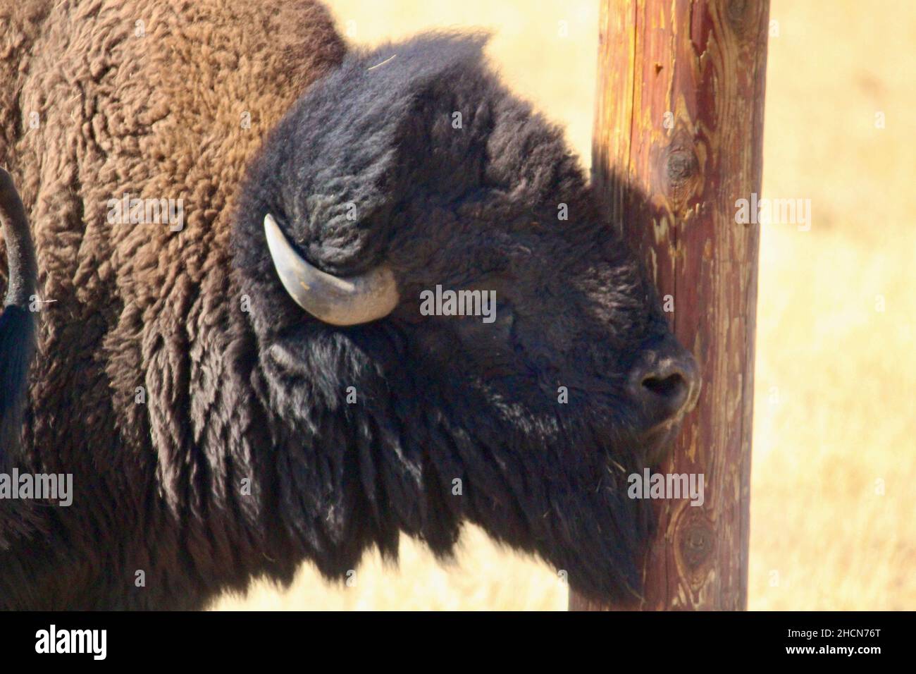 Bull on a farm hi-res stock photography and images - Alamy