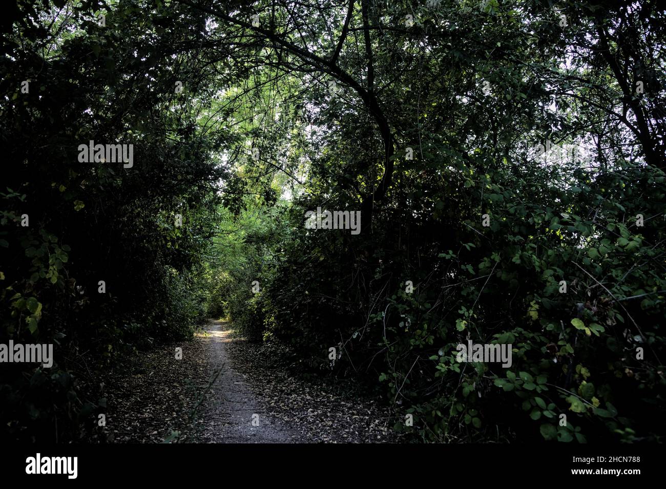 Shady path with trees arching on it in the countryside at sunset Stock ...
