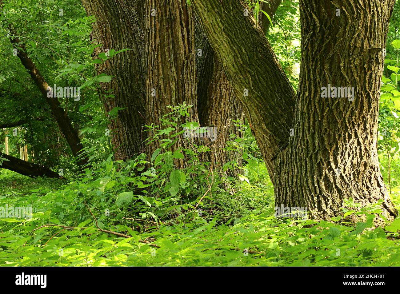 Closeup of thick trees in the forests surrounded with plants and leaf ...