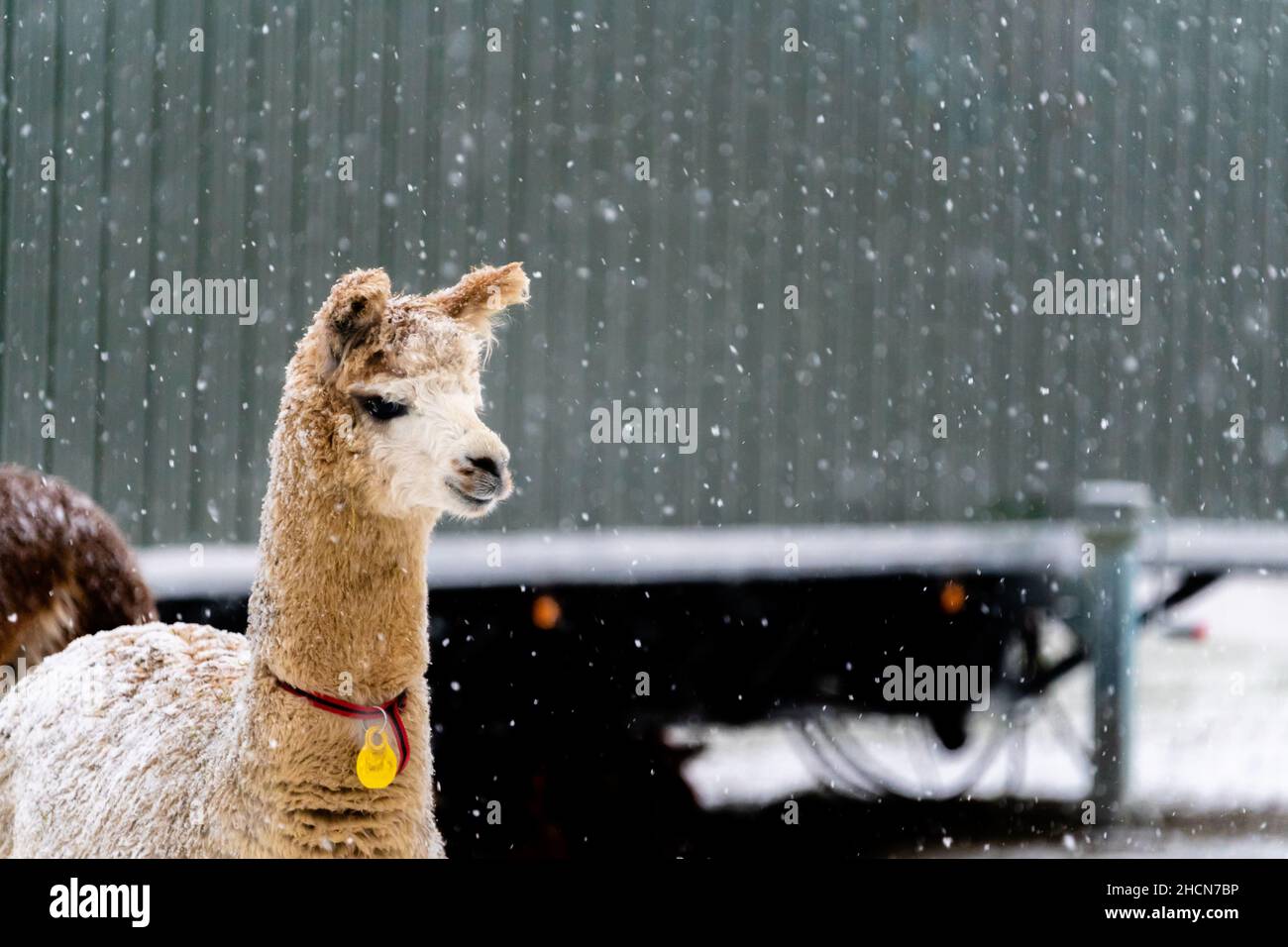Snowfall over a cute domestic alpaca on a farm in winter Stock Photo ...