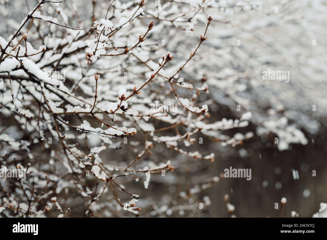 Frozen Tree Branches and Fence During Snowstorm with Copy Space Stock ...
