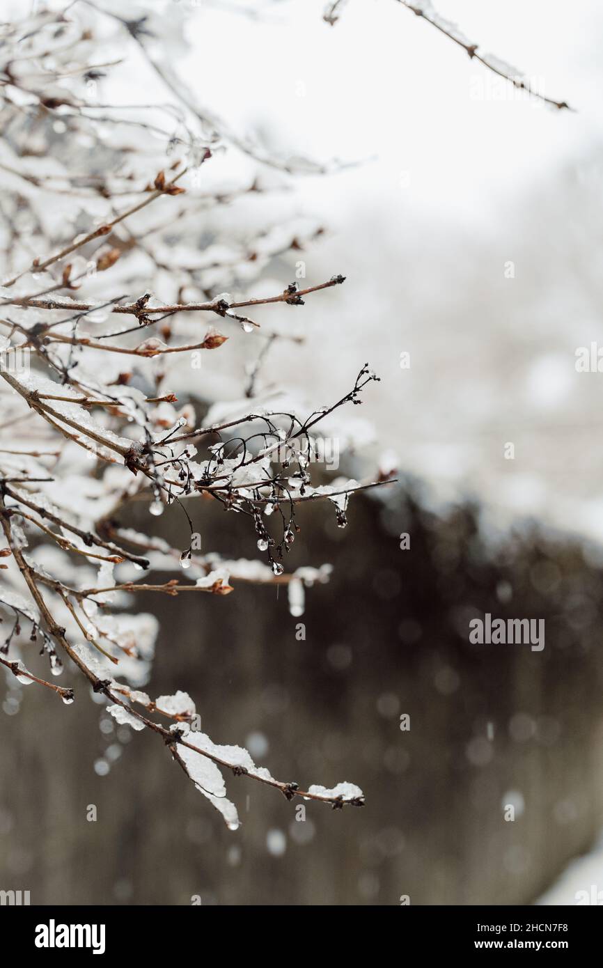 Frozen Tree Branches and Fence During Snowstorm with Copy Space ...