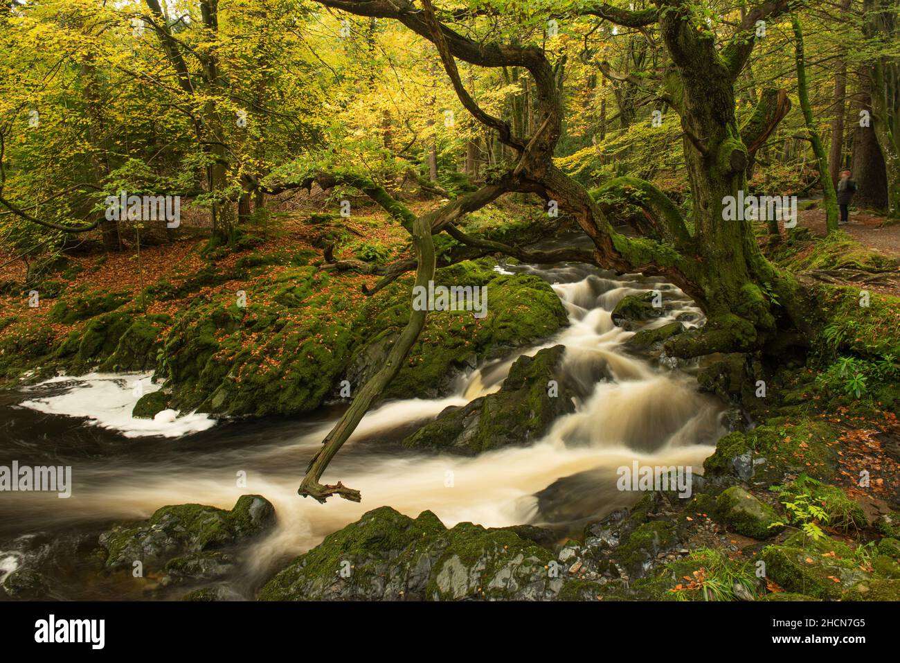 Tollymore forest newcastle hi-res stock photography and images - Alamy