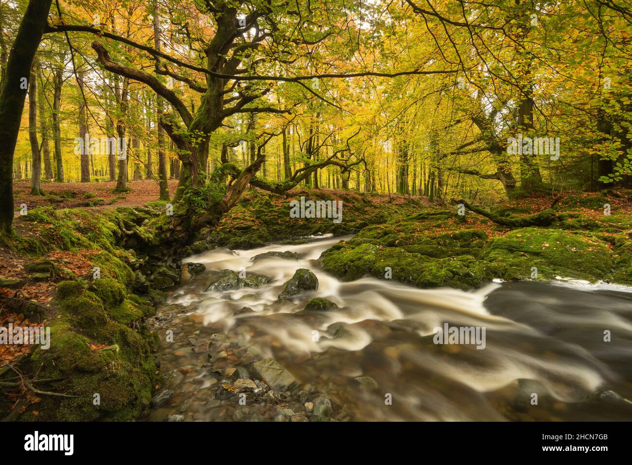 Tollymore forest newcastle hi-res stock photography and images - Alamy