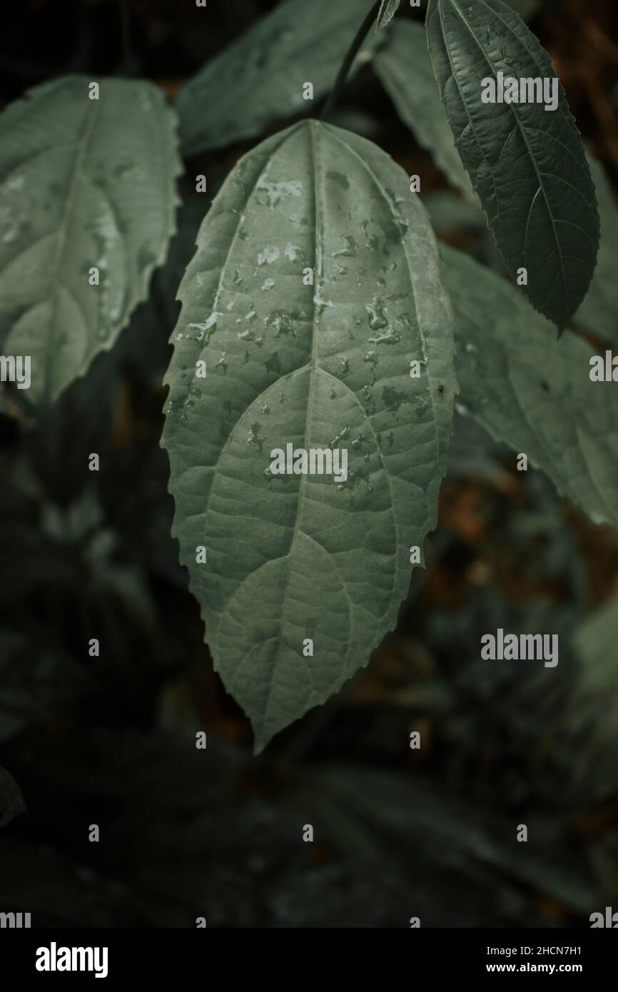 Dark green leaf hi-res stock photography and images - Alamy