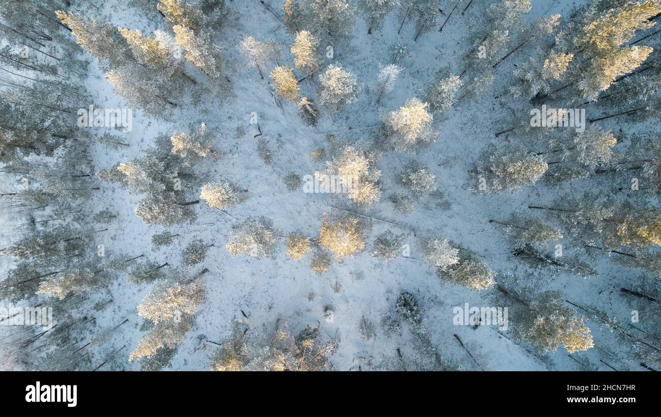 Aerial view of winter forest covered in snow. drone photography ...